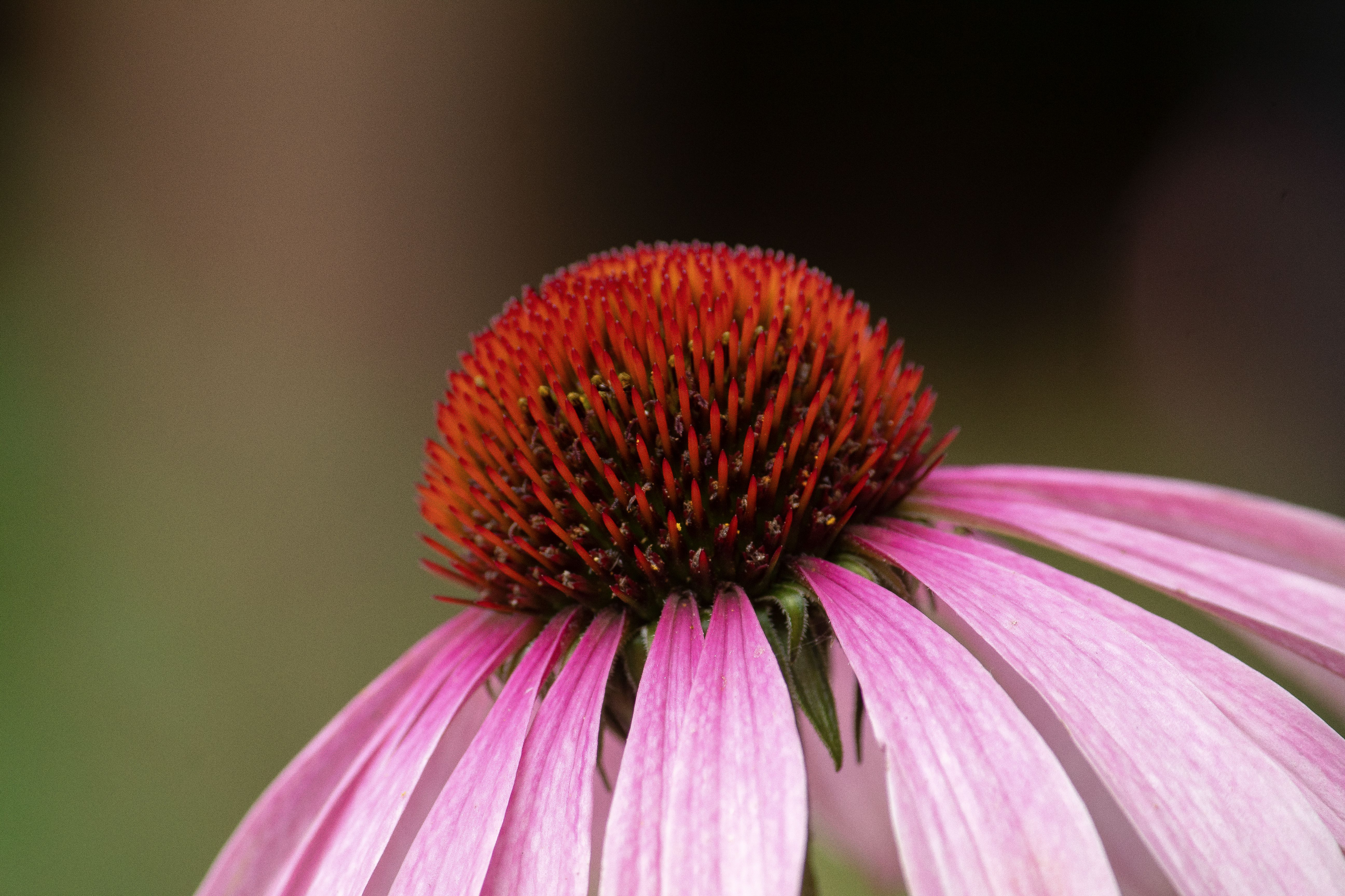 Close-up of Echinacea Flower with Pink Petals · Free Stock Photo