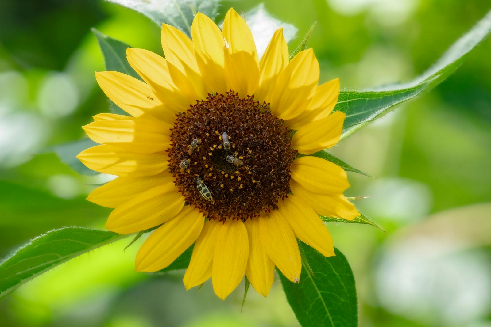 Sunflower Drawings Photos, Download The BEST Free Sunflower Drawings ...