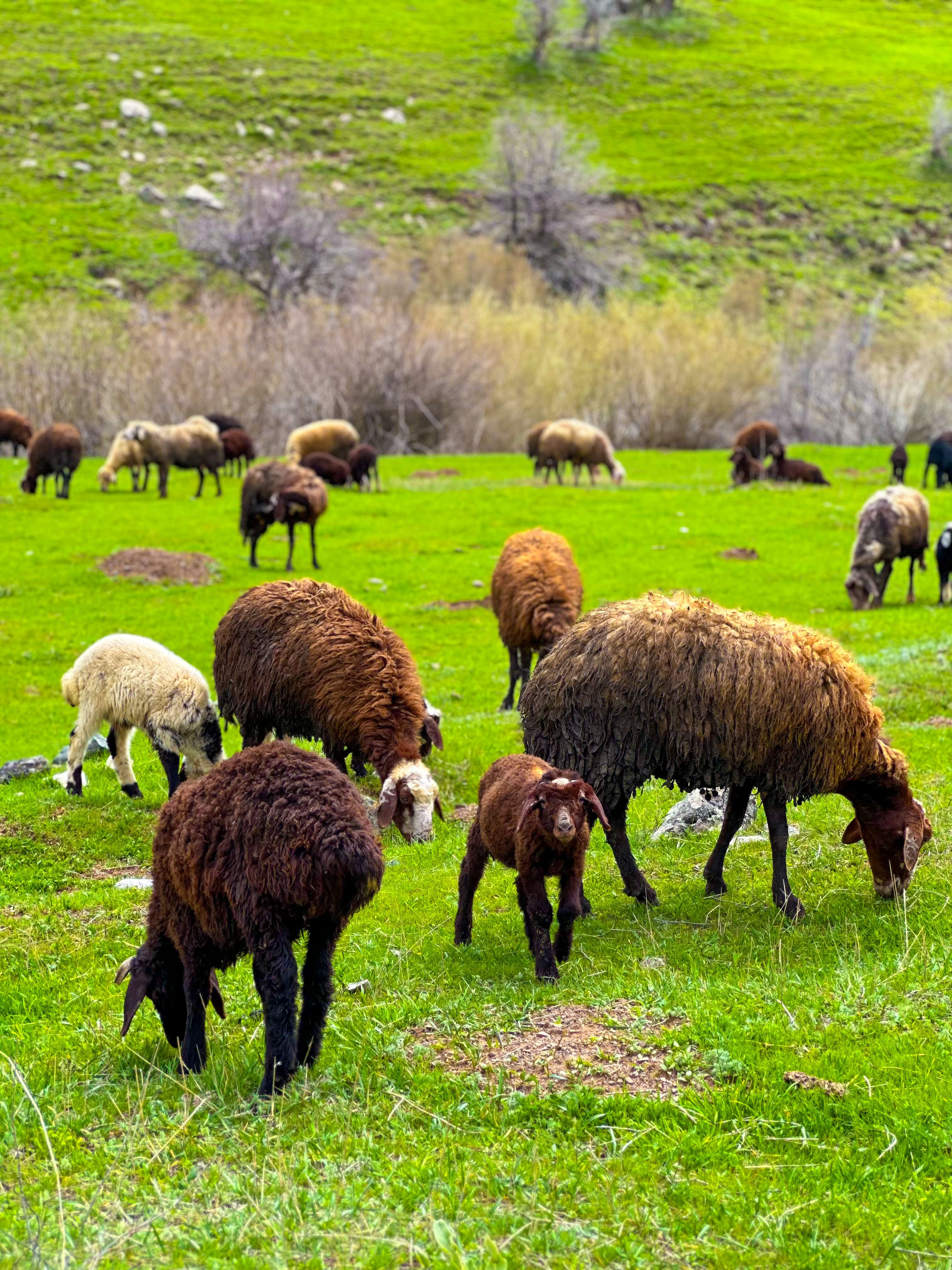 Les Ruminants Photos, Download The BEST Free Les Ruminants Stock Photos ...