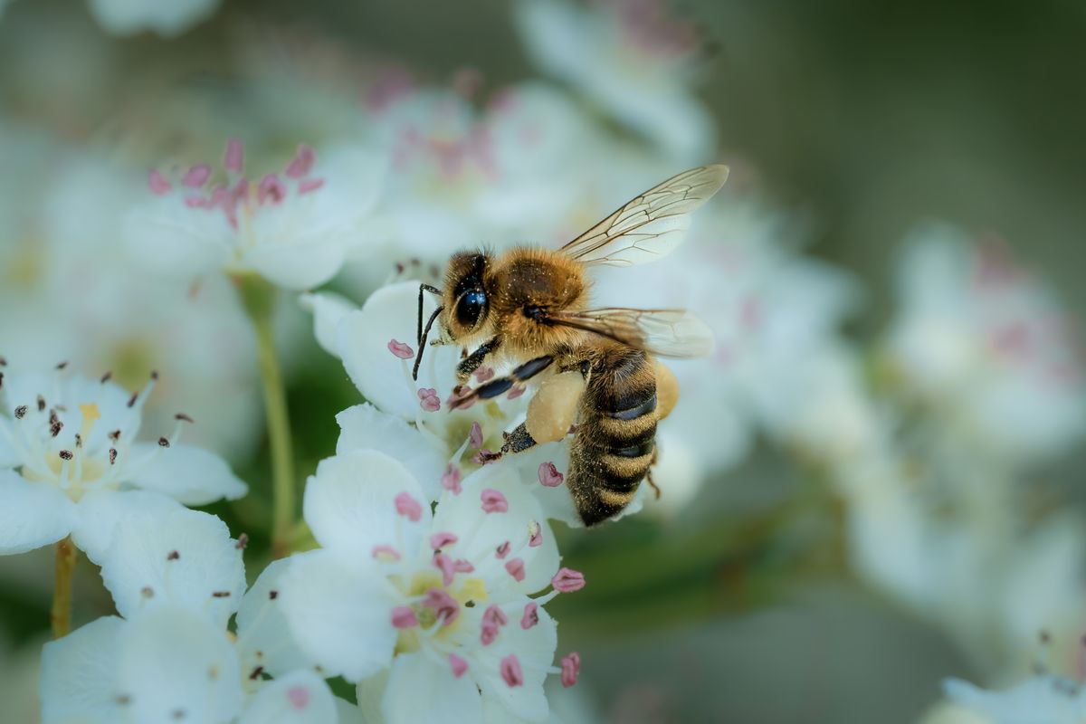 Bee Hive Photos, Download The BEST Free Bee Hive Stock Photos & HD Images