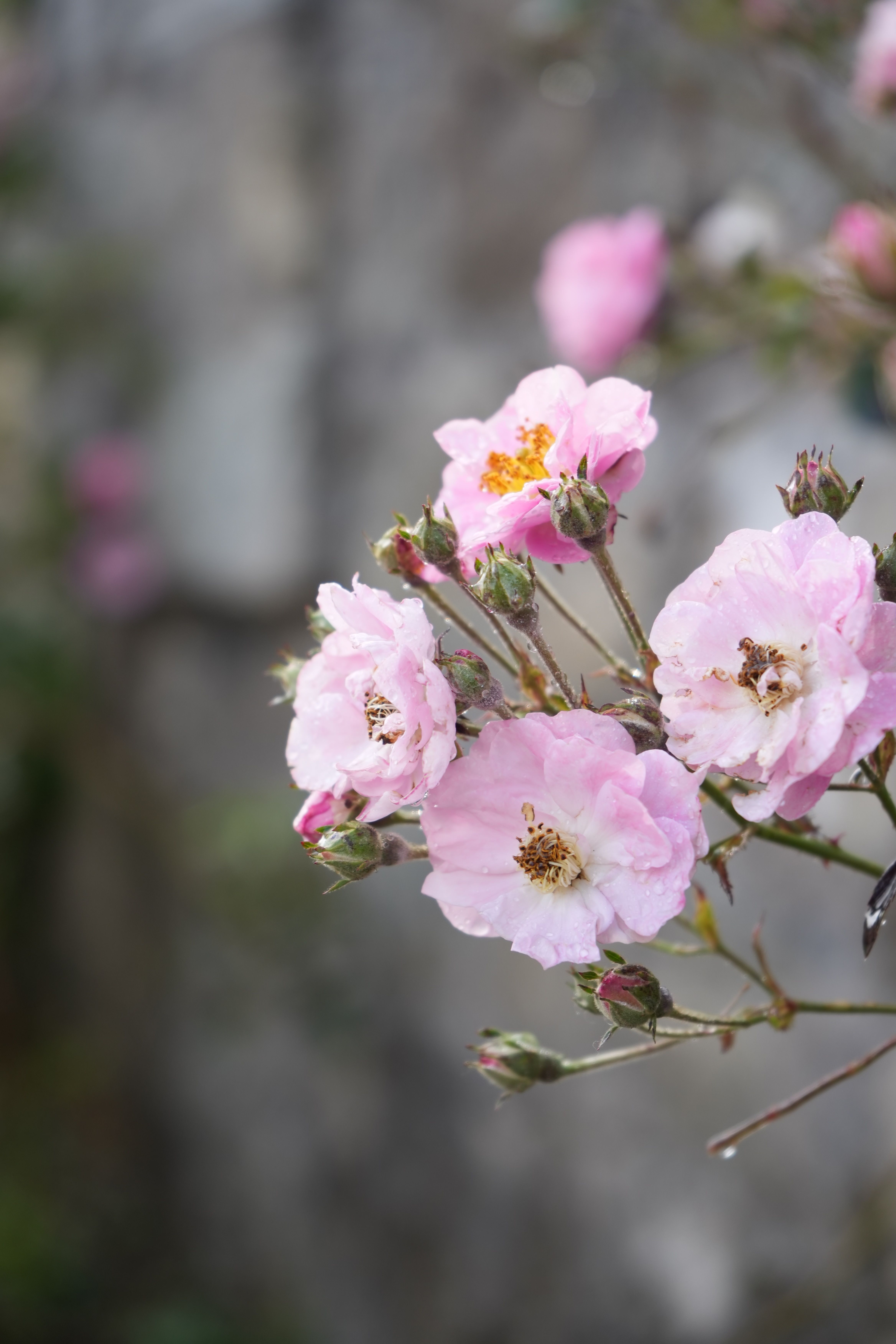 Close-up of Beautiful Light Pink Cloves · Free Stock Photo