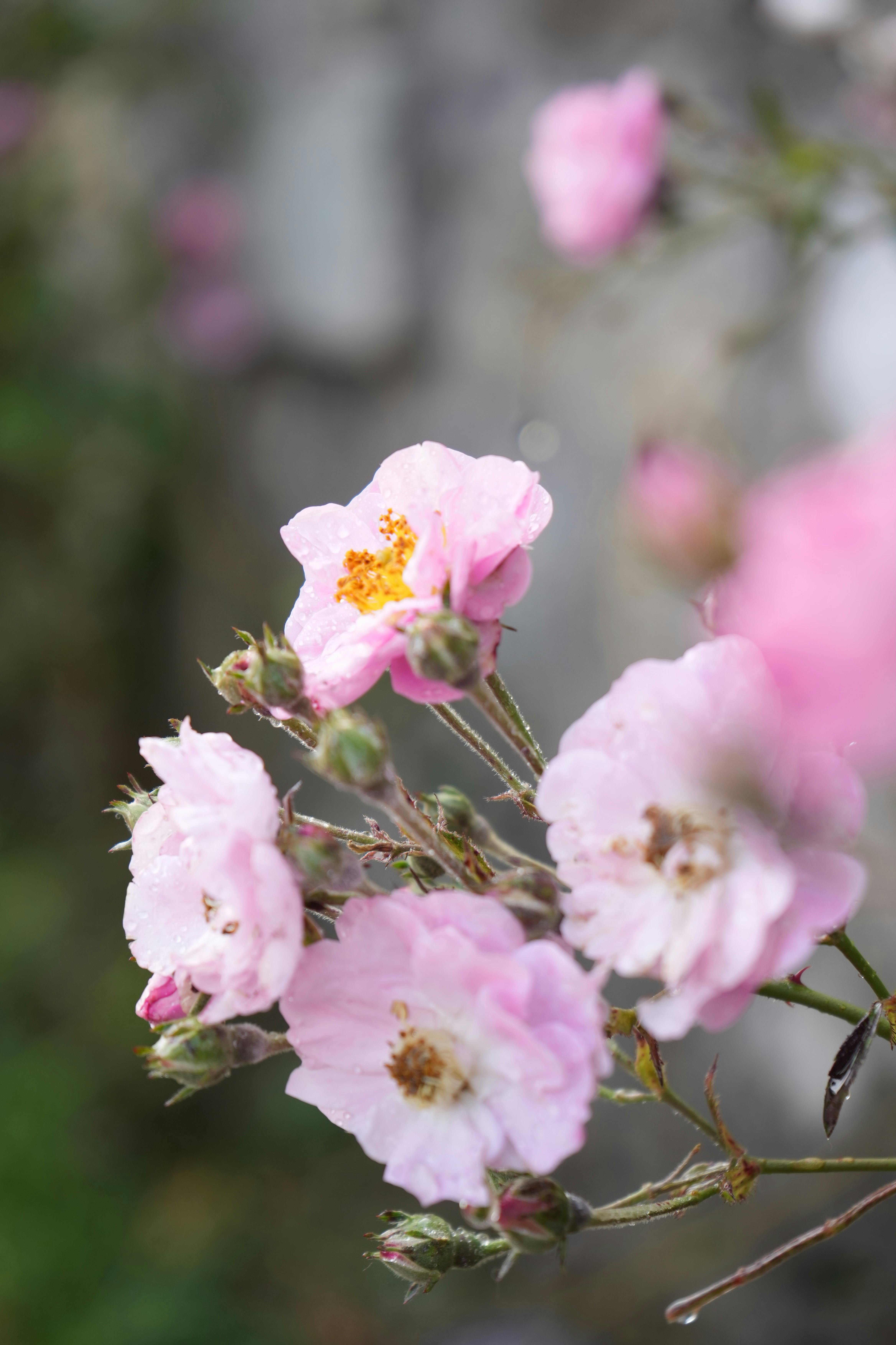 Close-up of Pink Wild Roses in Bloom Outdoors · Free Stock Photo
