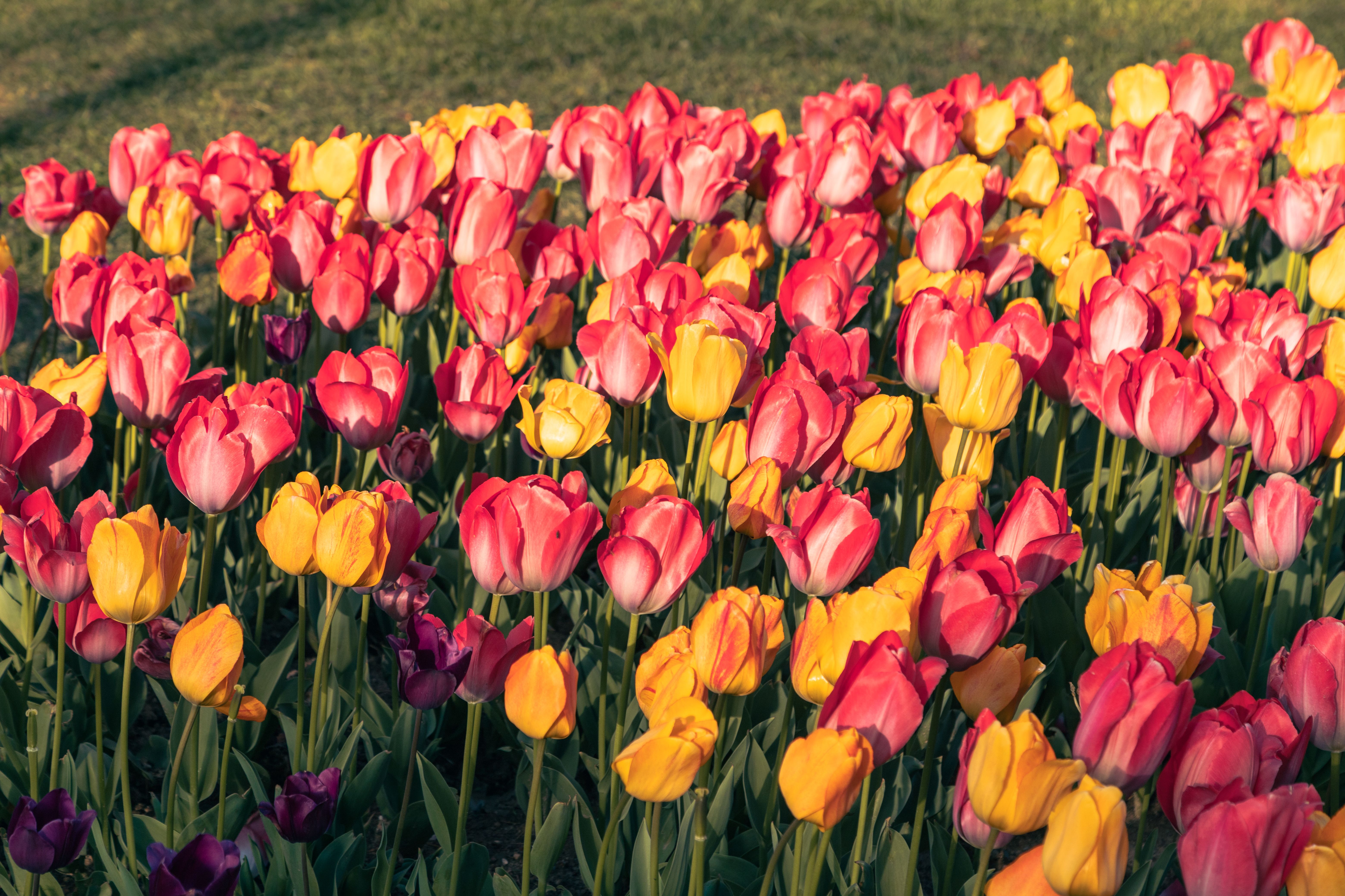 Vibrant Tulip Field in Full Bloom · Free Stock Photo
