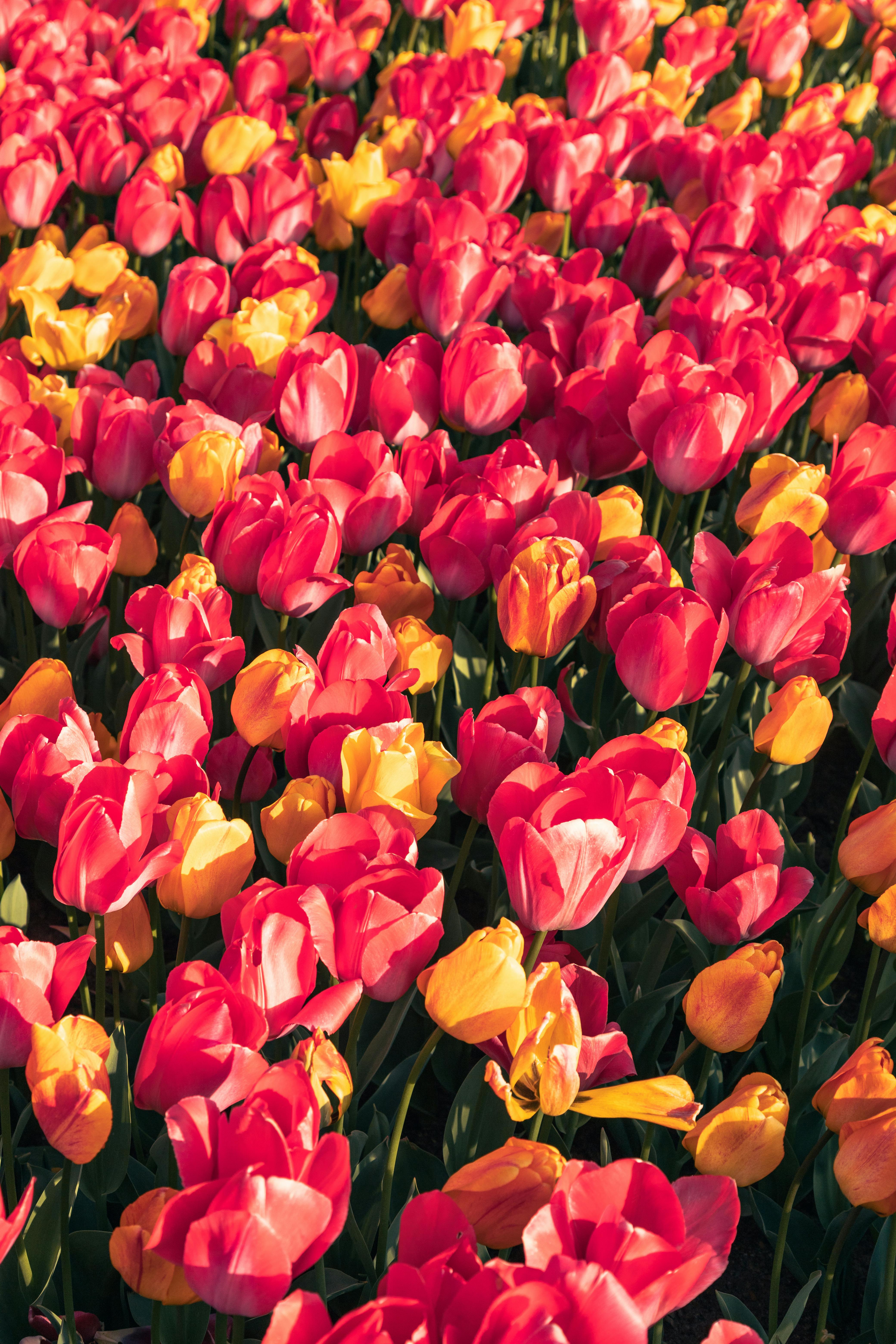 Cele mai bune 400+ fotografii cu tema 藤の花塗り絵 · Descărcare 100% gratuită ...