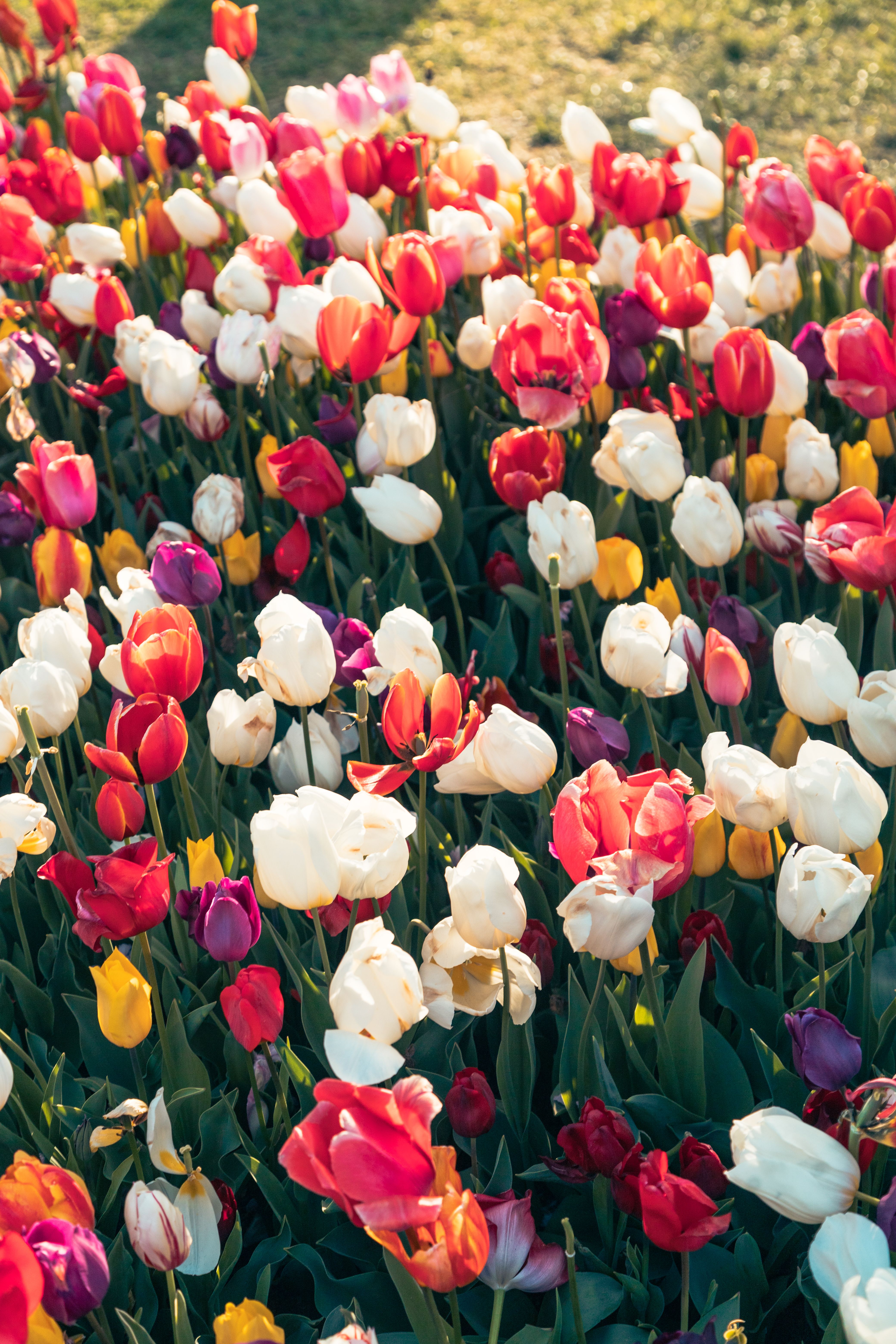 Vibrant Spring Tulip Field at Sunset · Free Stock Photo