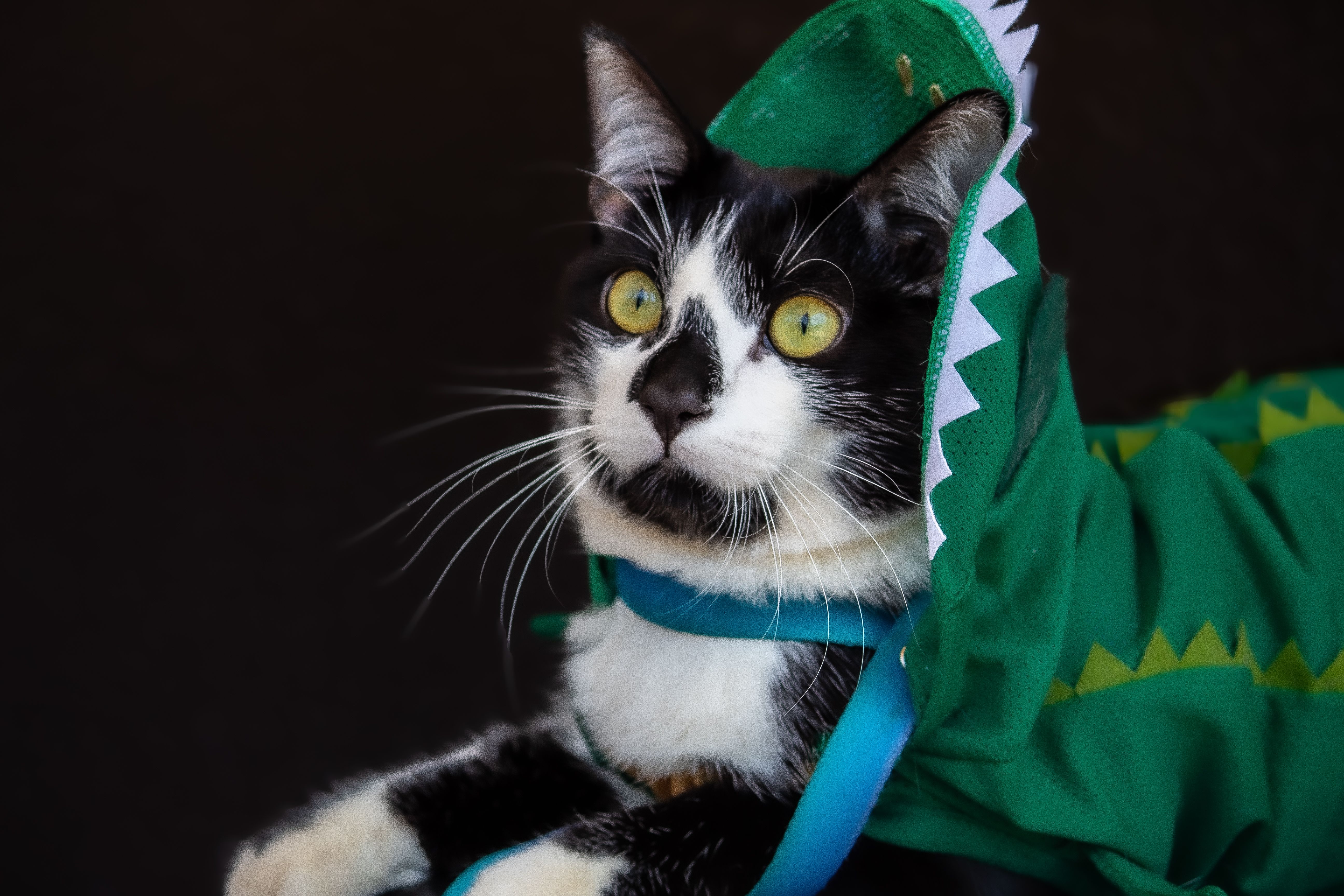Cat In Costume Photos, Download The BEST Free Cat In Costume Stock ...