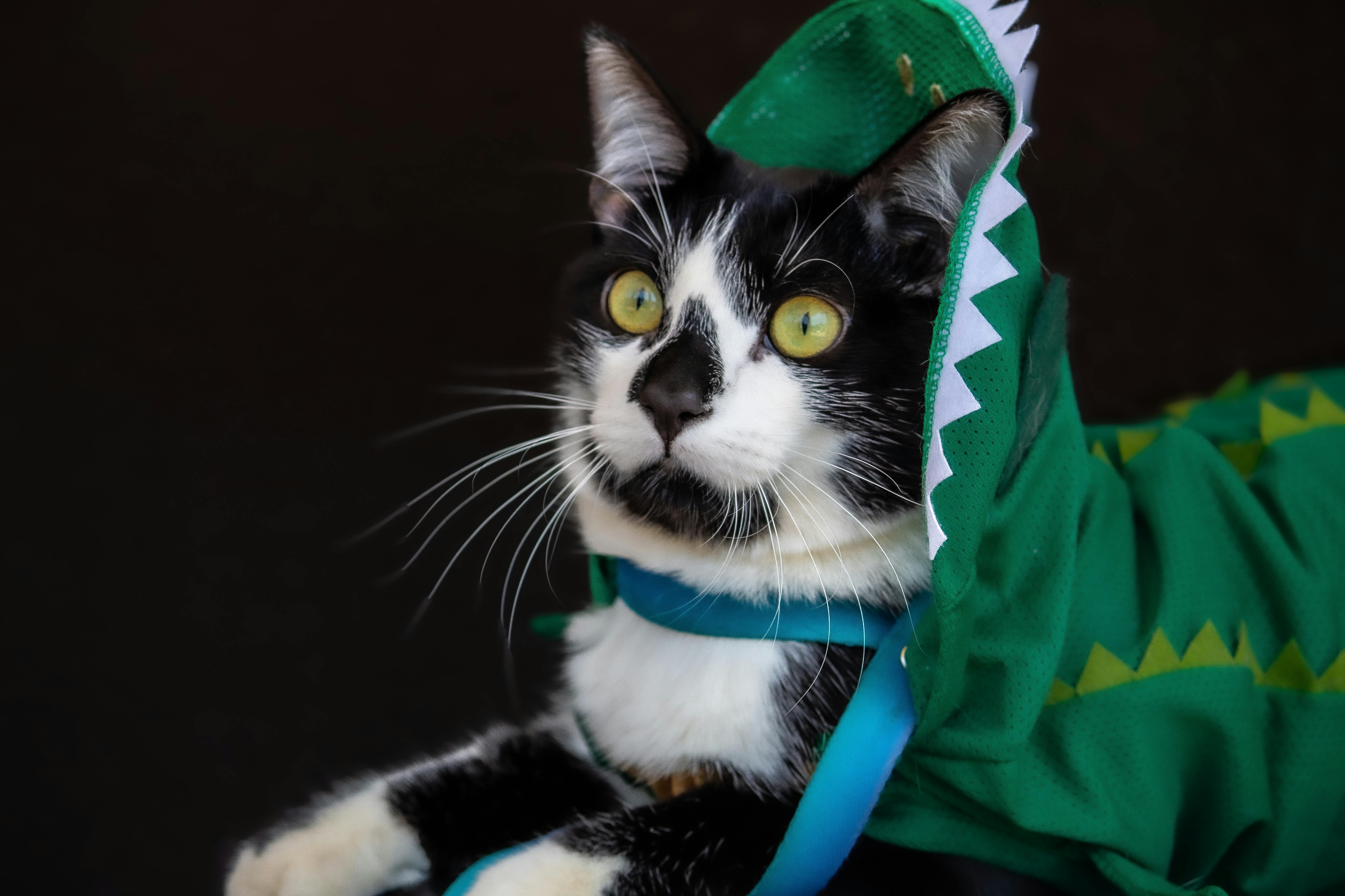 Cat in Dinosaur Costume with Bright Yellow Eyes · Free Stock Photo