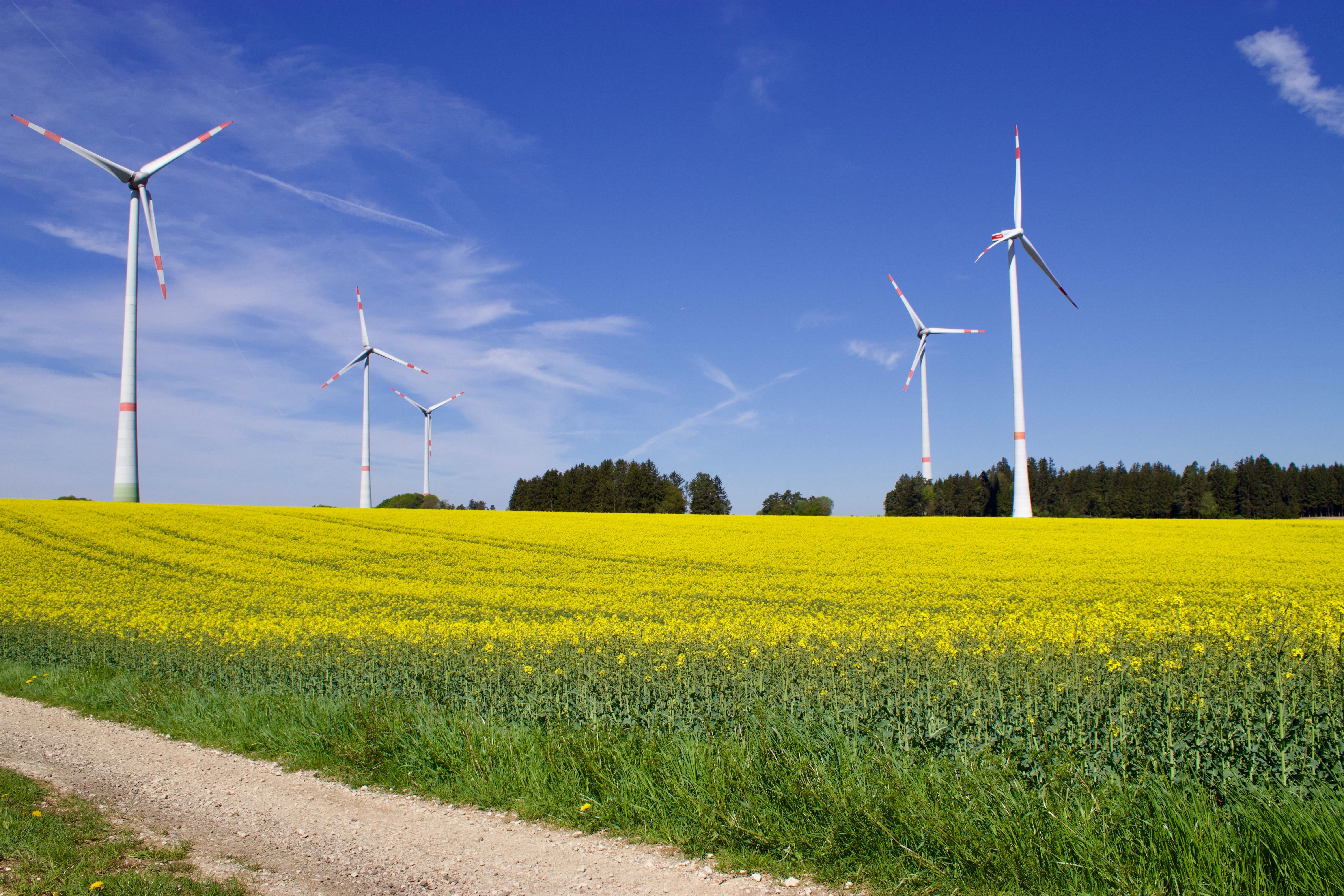 Wind Turbines in Yellow Flower Field Under Blue Sky · Free Stock Photo
