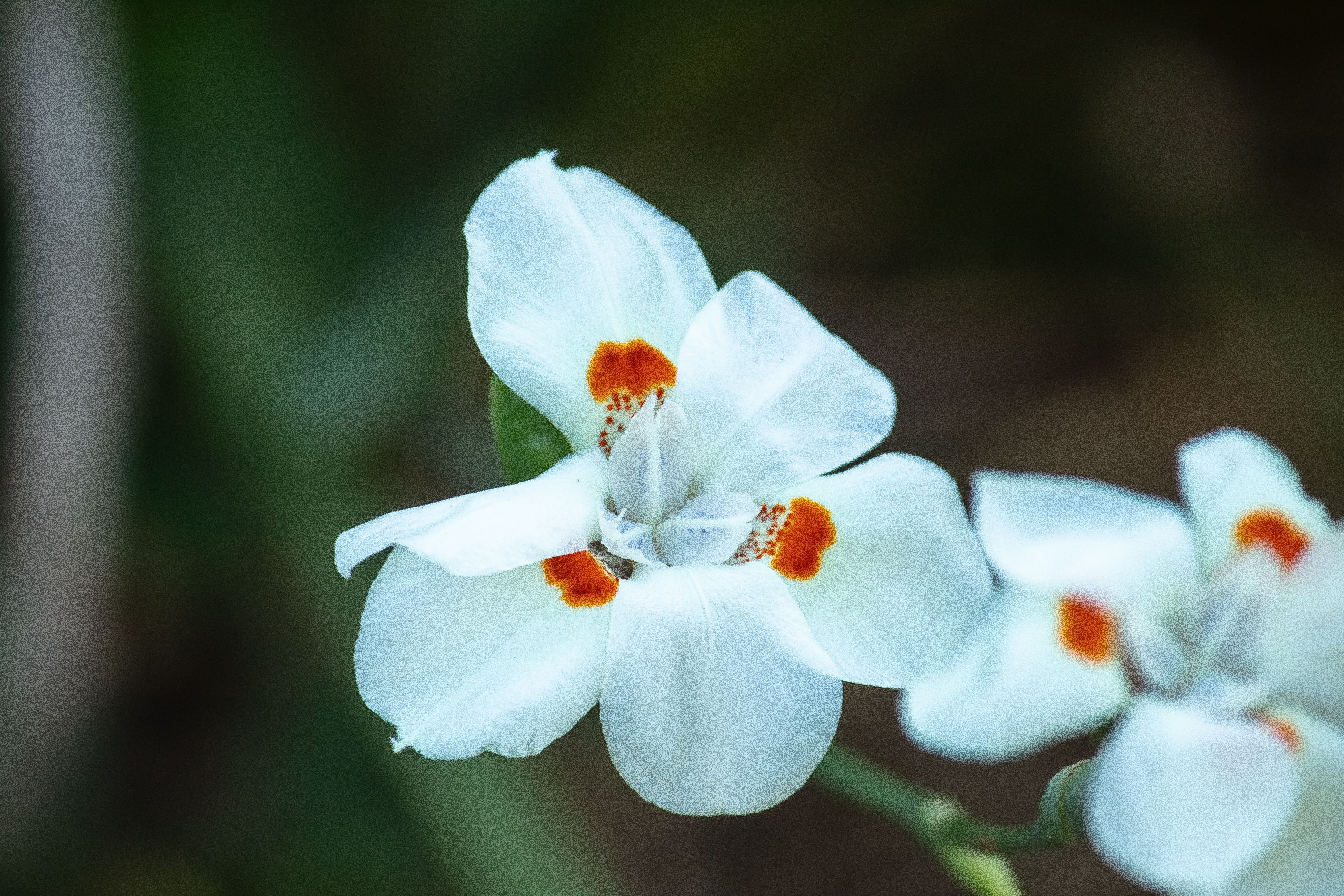 Elegant White Flower Blooms in Brasília Garden · Free Stock Photo