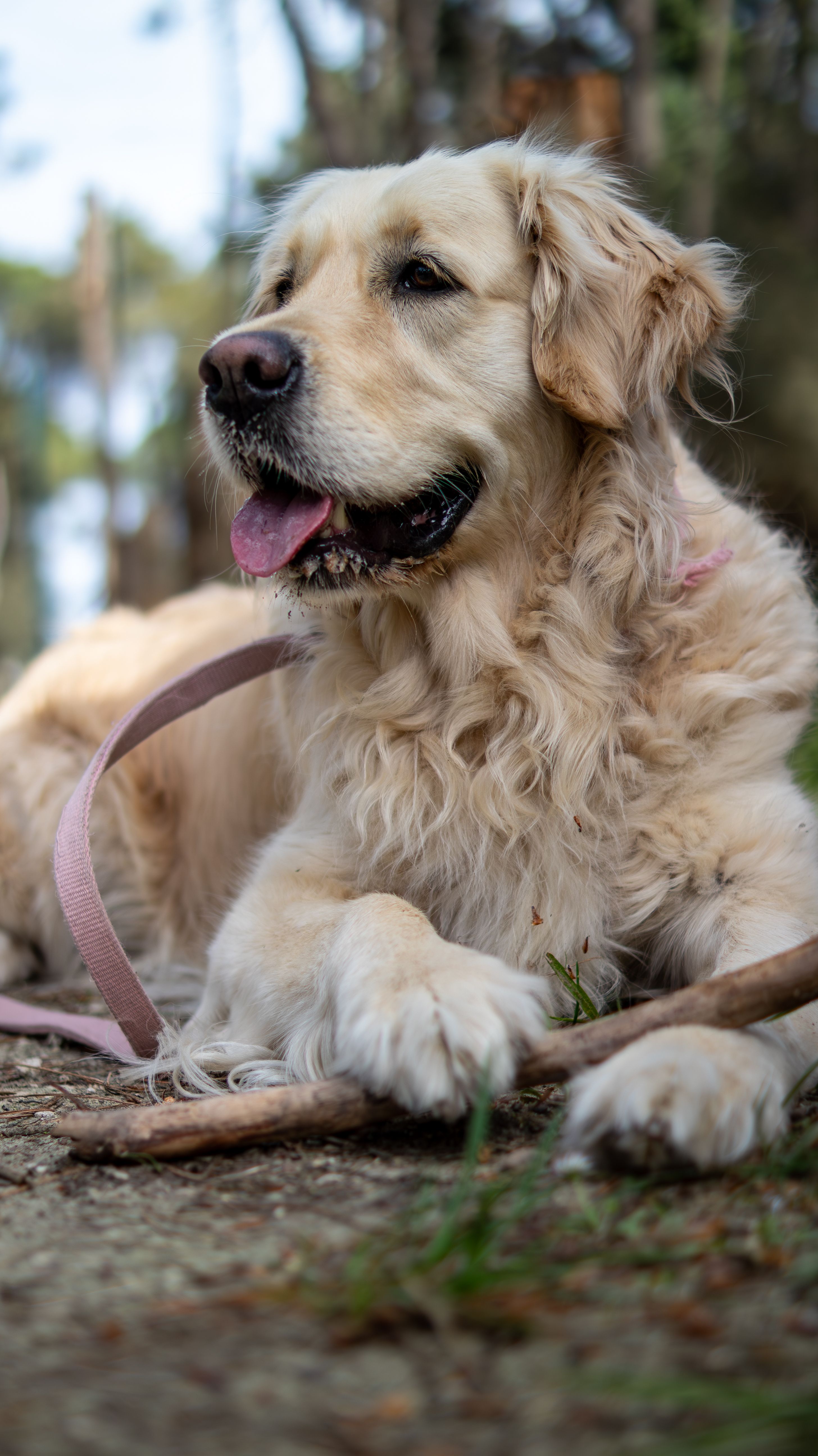 Dog Paws Crossed Photos, Download The BEST Free Dog Paws Crossed Stock ...