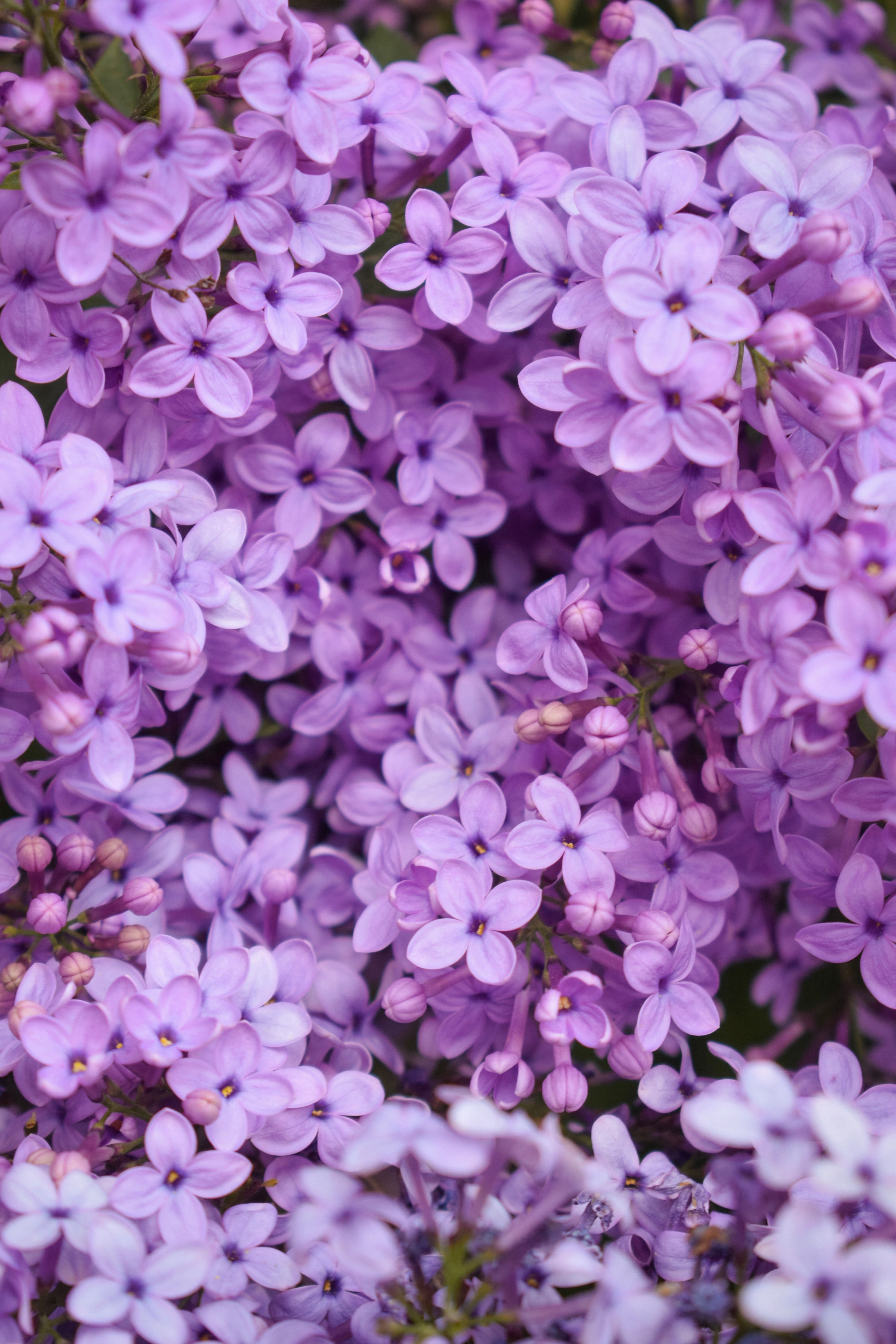 Vibrant Lilac Flowers in Full Bloom · Free Stock Photo