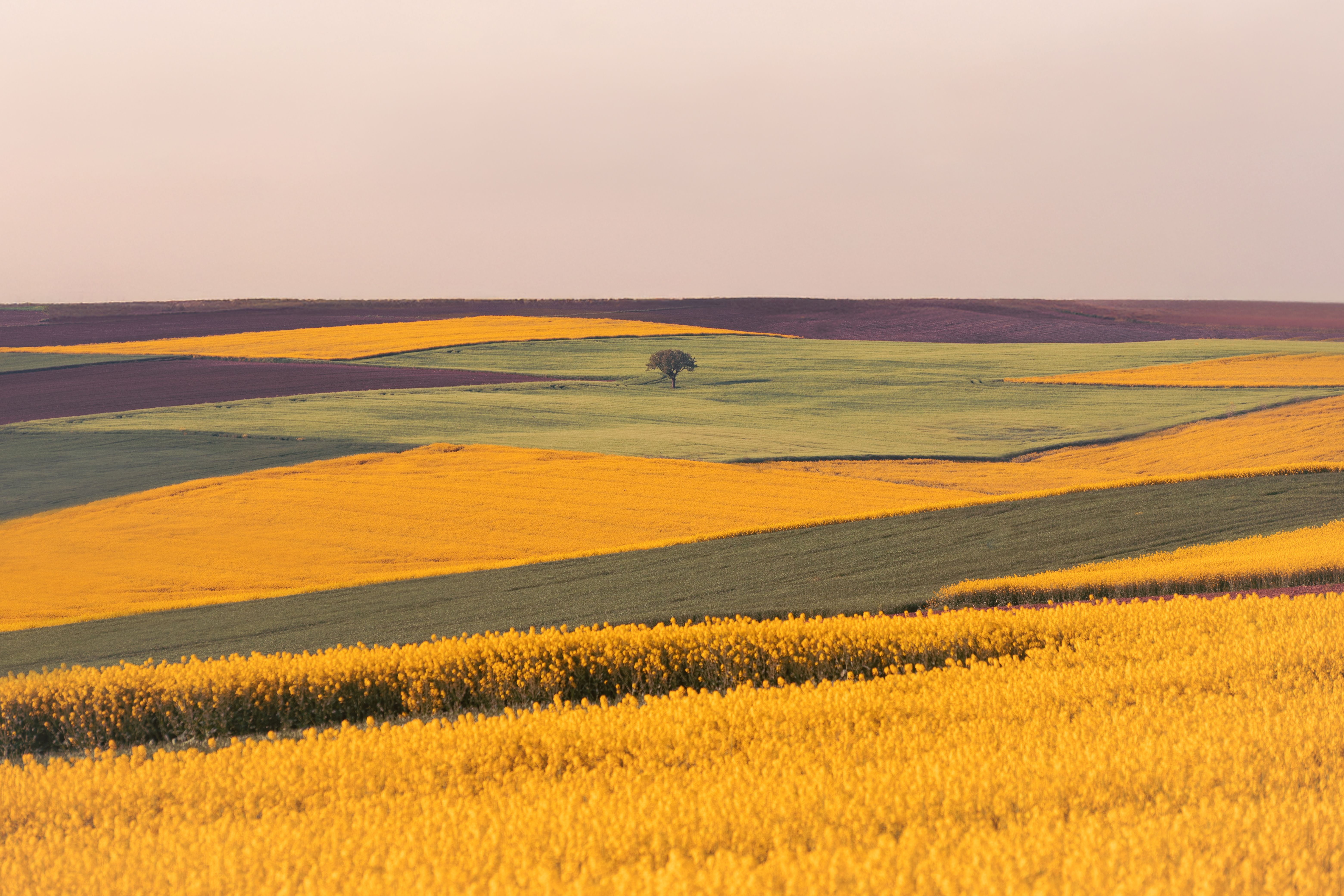 Landscape Colorful Field Photos, Download The BEST Free Landscape ...