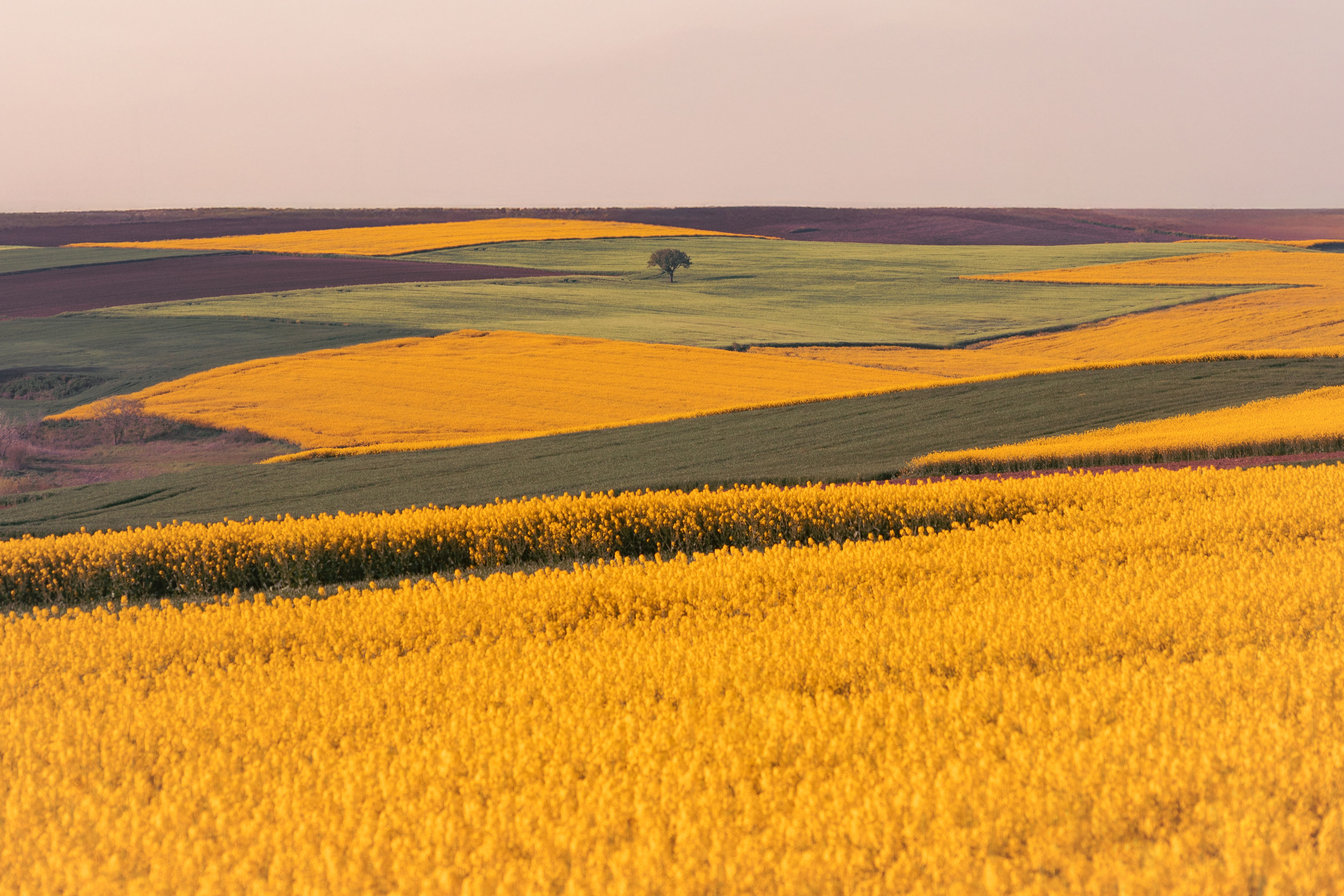 Landscape Colorful Field Photos, Download The BEST Free Landscape ...