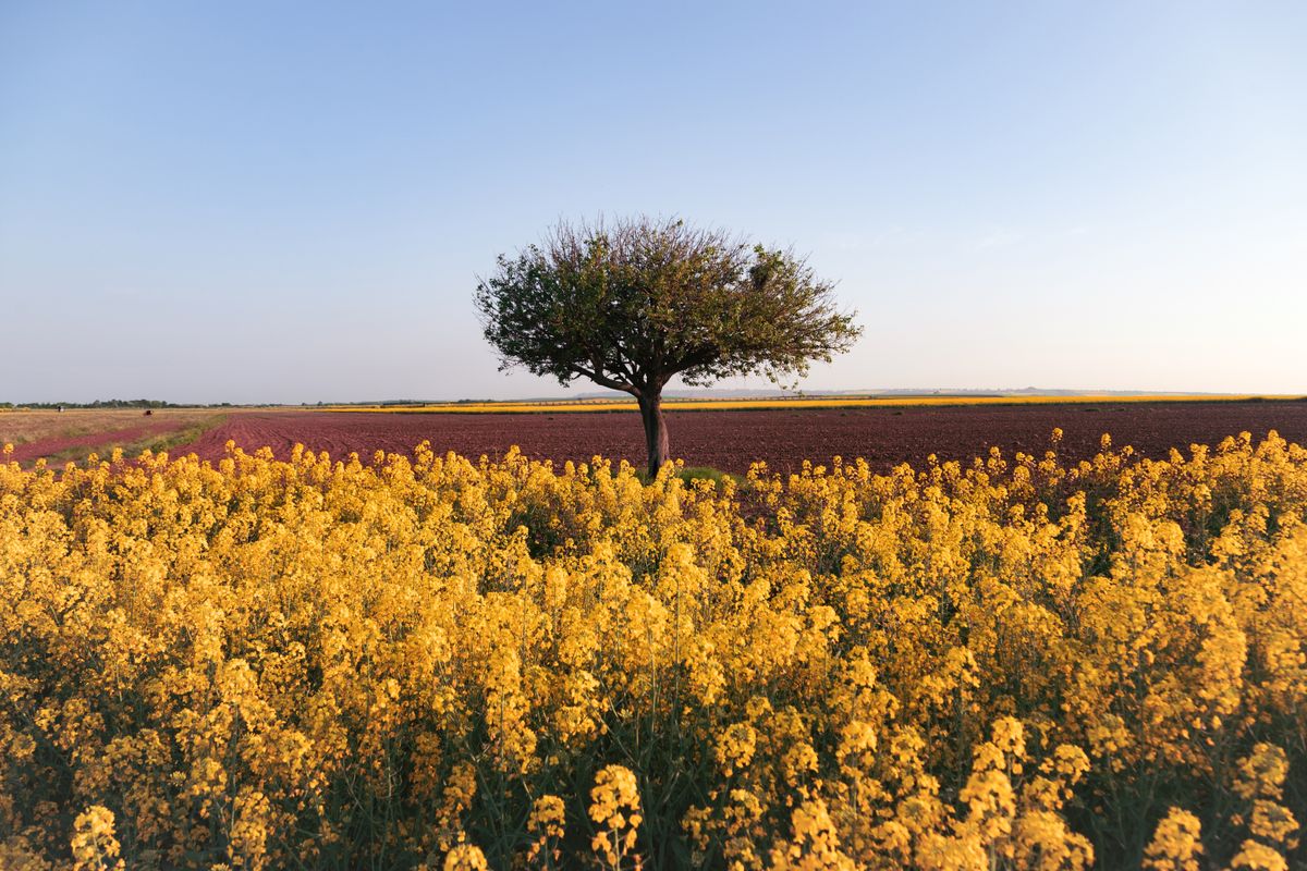 Single Tree Photos, Download The BEST Free Single Tree Stock Photos ...