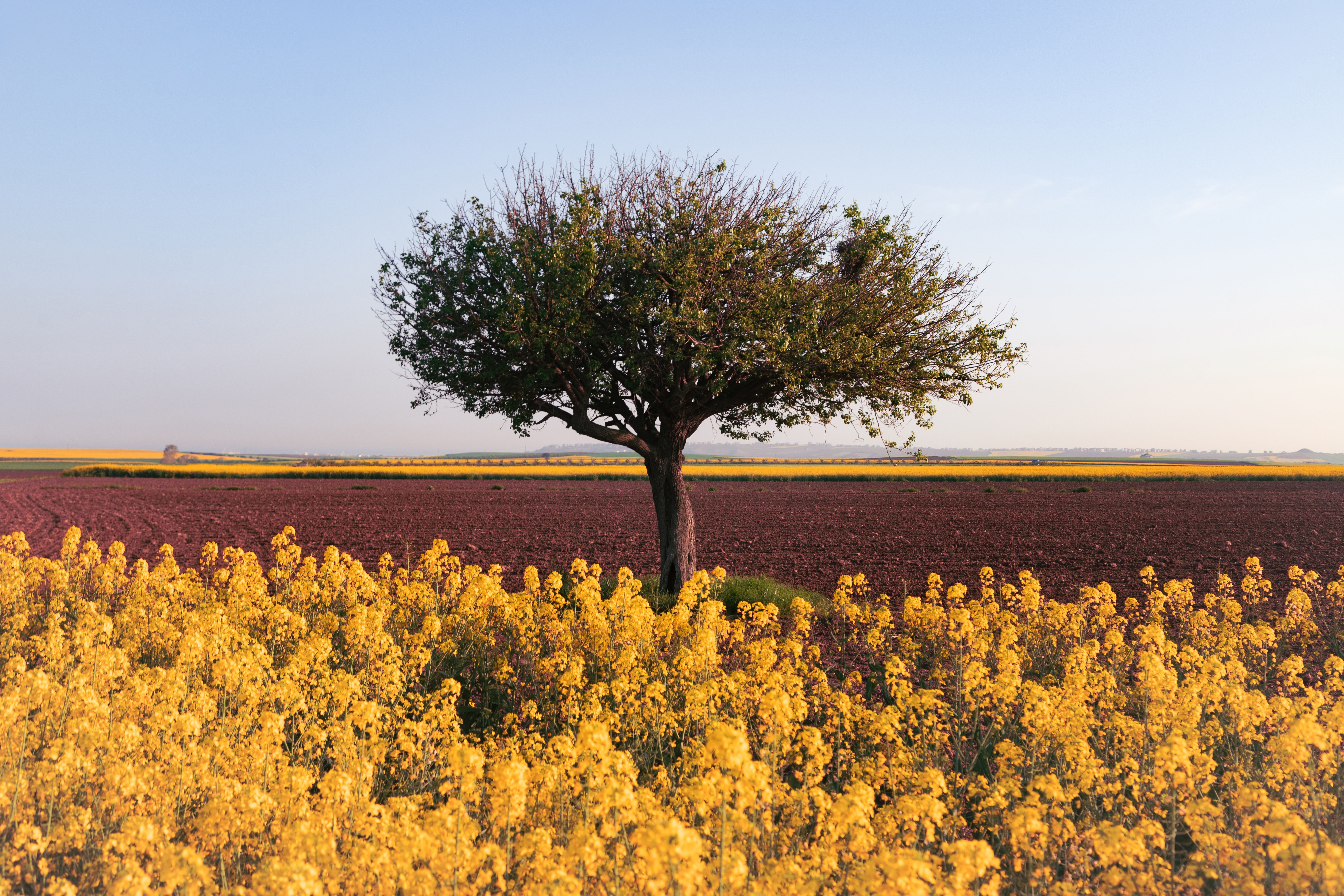 Vibrant Spring Landscape with Blooming Canola · Free Stock Photo