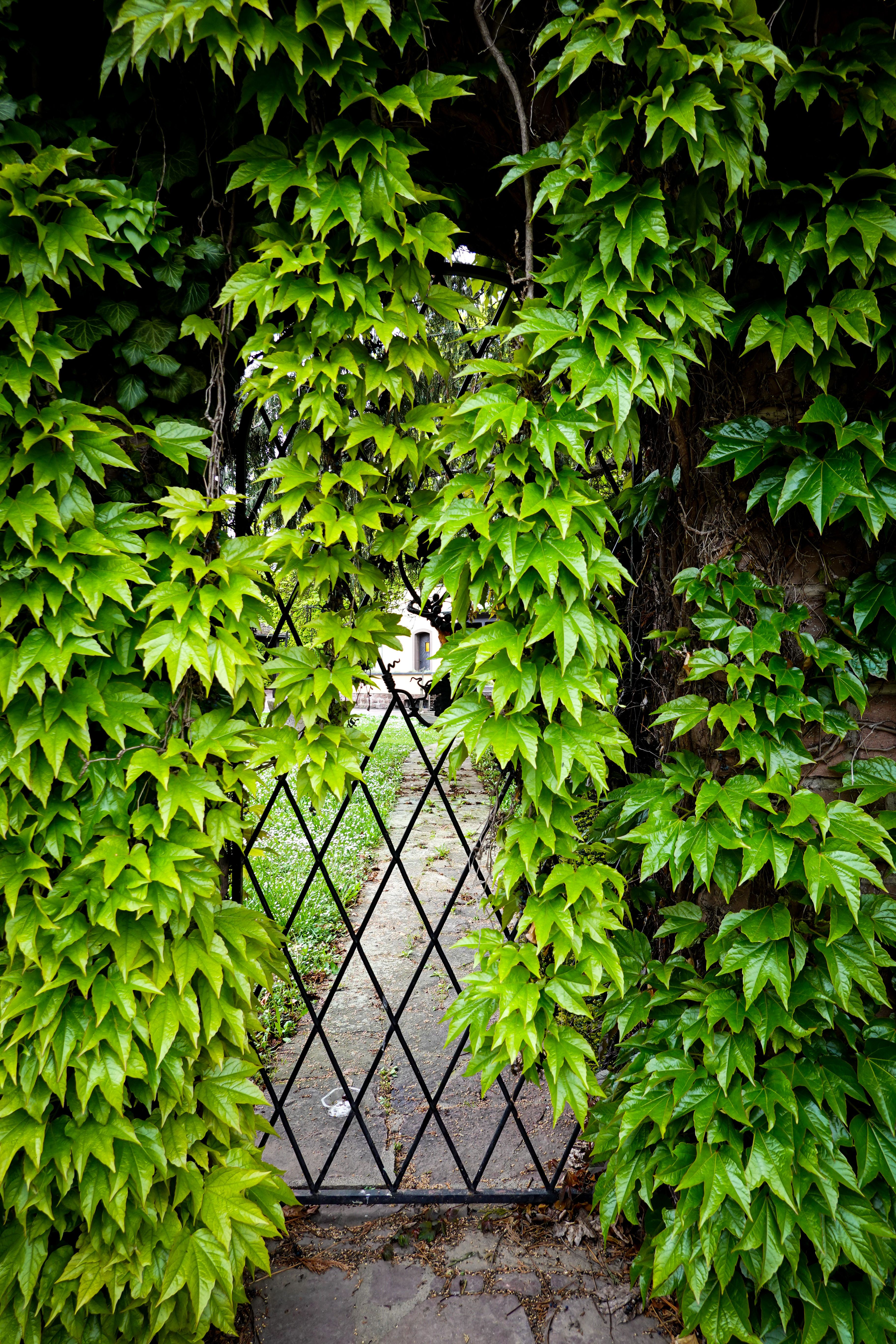 Lush Green Ivy on Rustic Metal Gate in Garden · Free Stock Photo