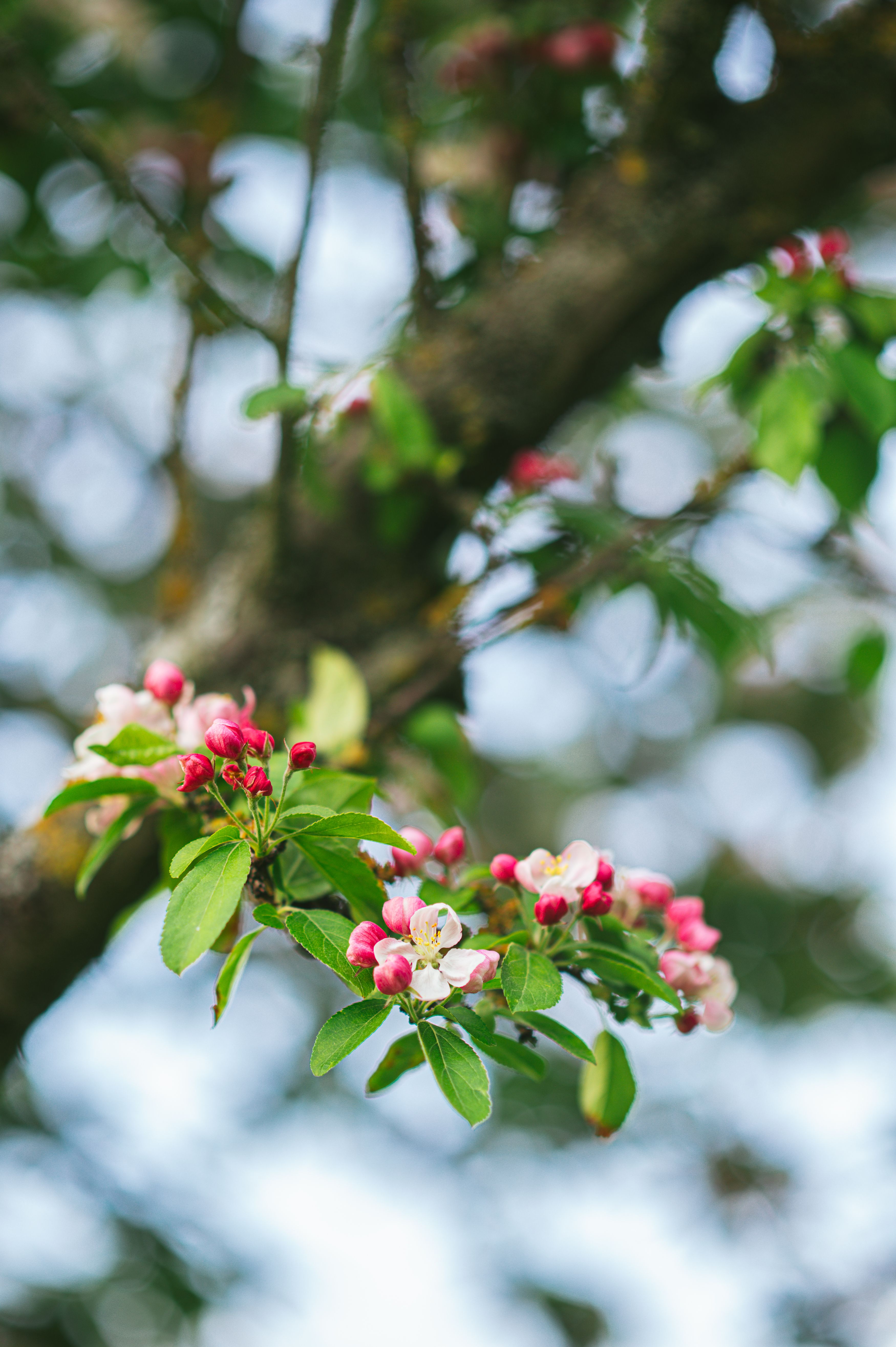 Close-Up of Pink Spring Blossoms on Tree Branch · Free Stock Photo