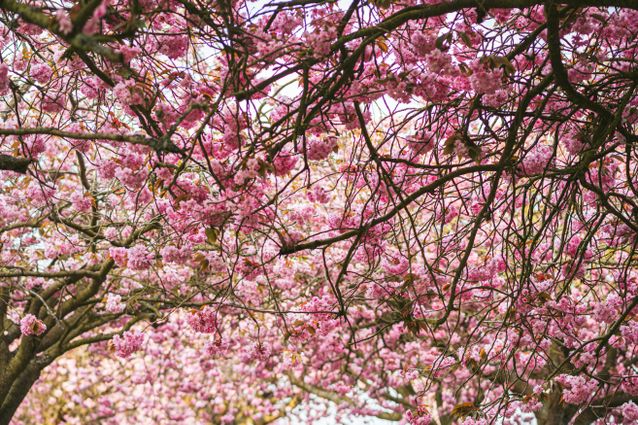 Chinese Ornamental Trees: Simple Guide to Planting & Caring