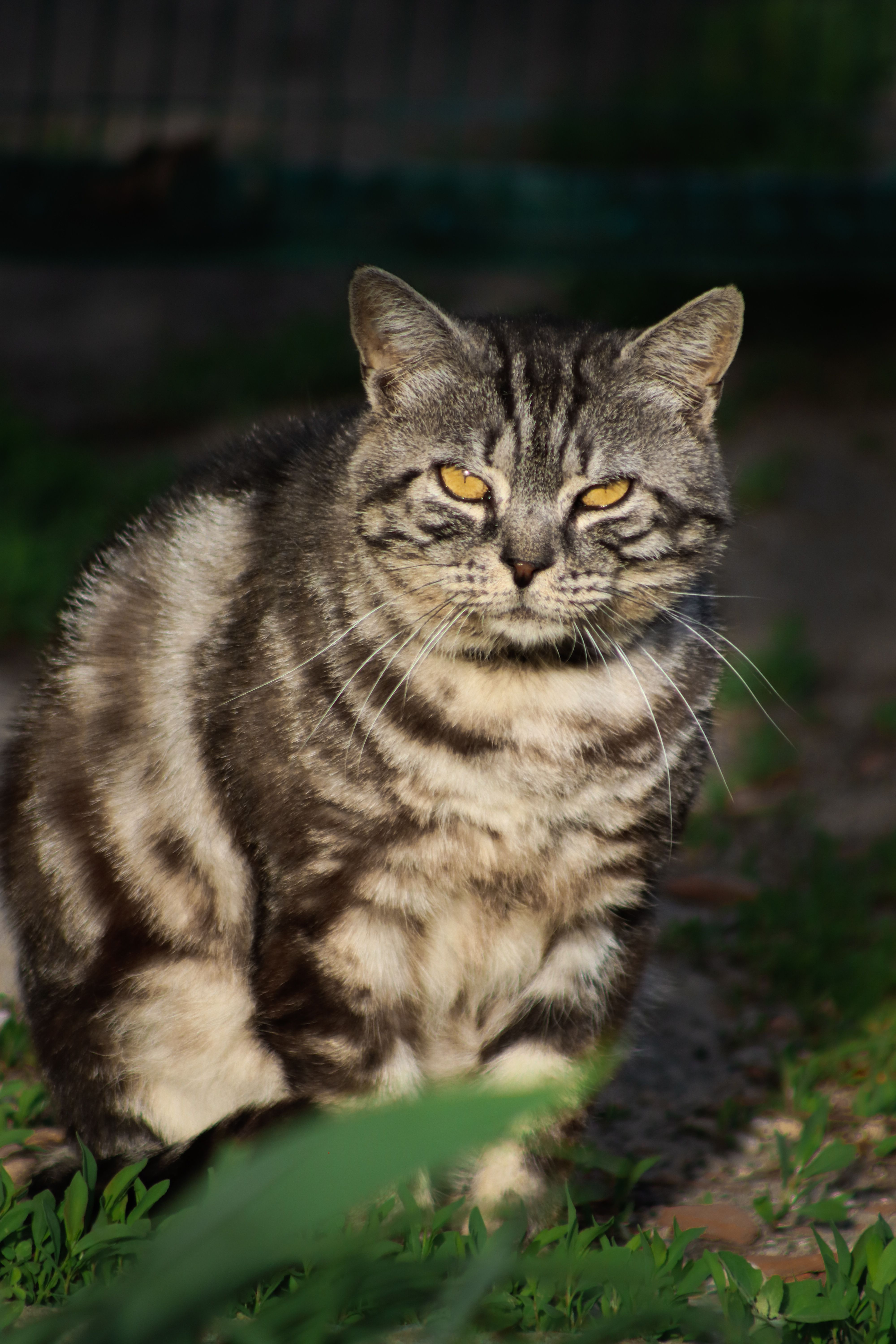 Portrait of a Striped Domestic Cat Outdoors · Free Stock Photo