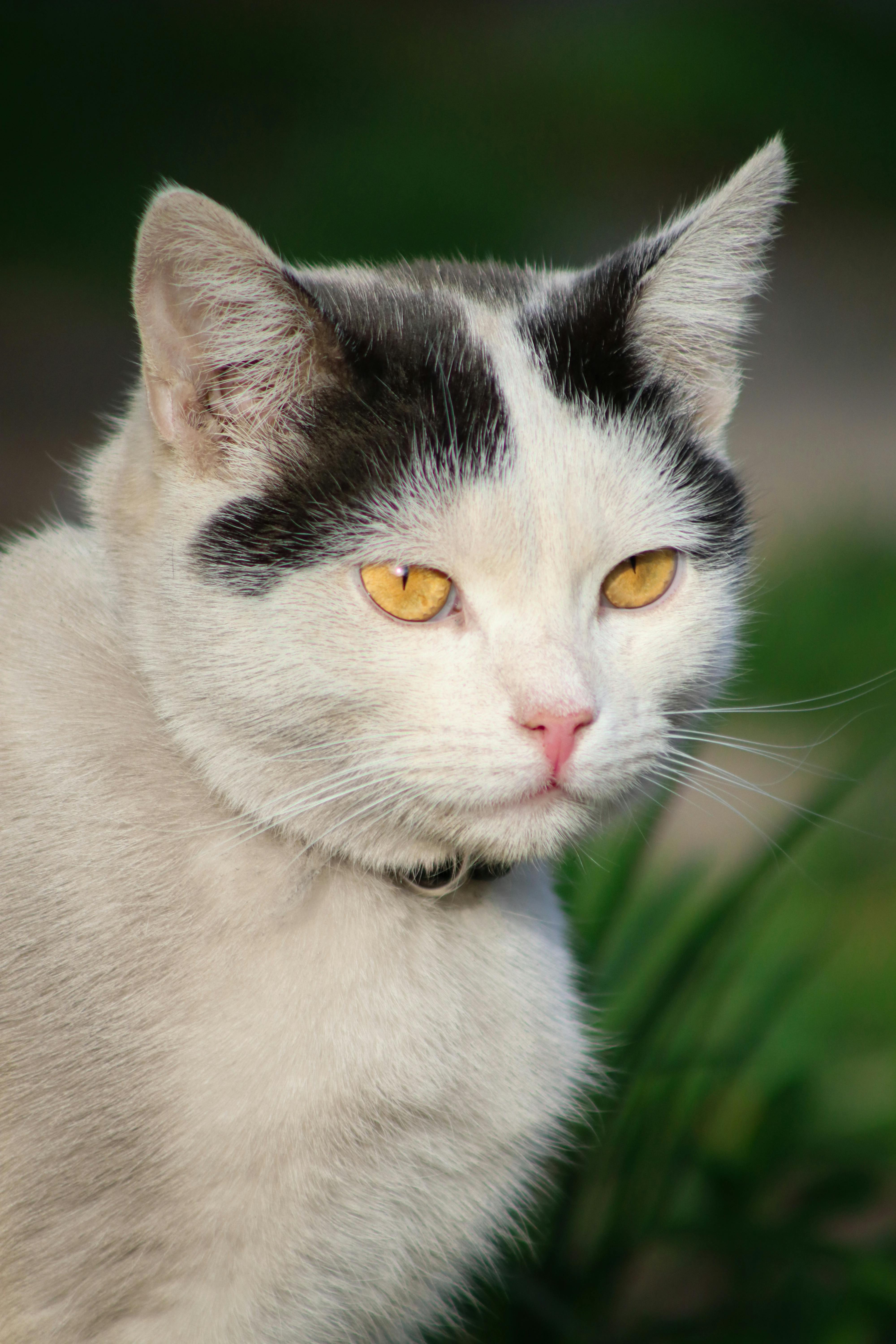 Phi Meow Photos, Download The BEST Free Phi Meow Stock Photos & HD Images