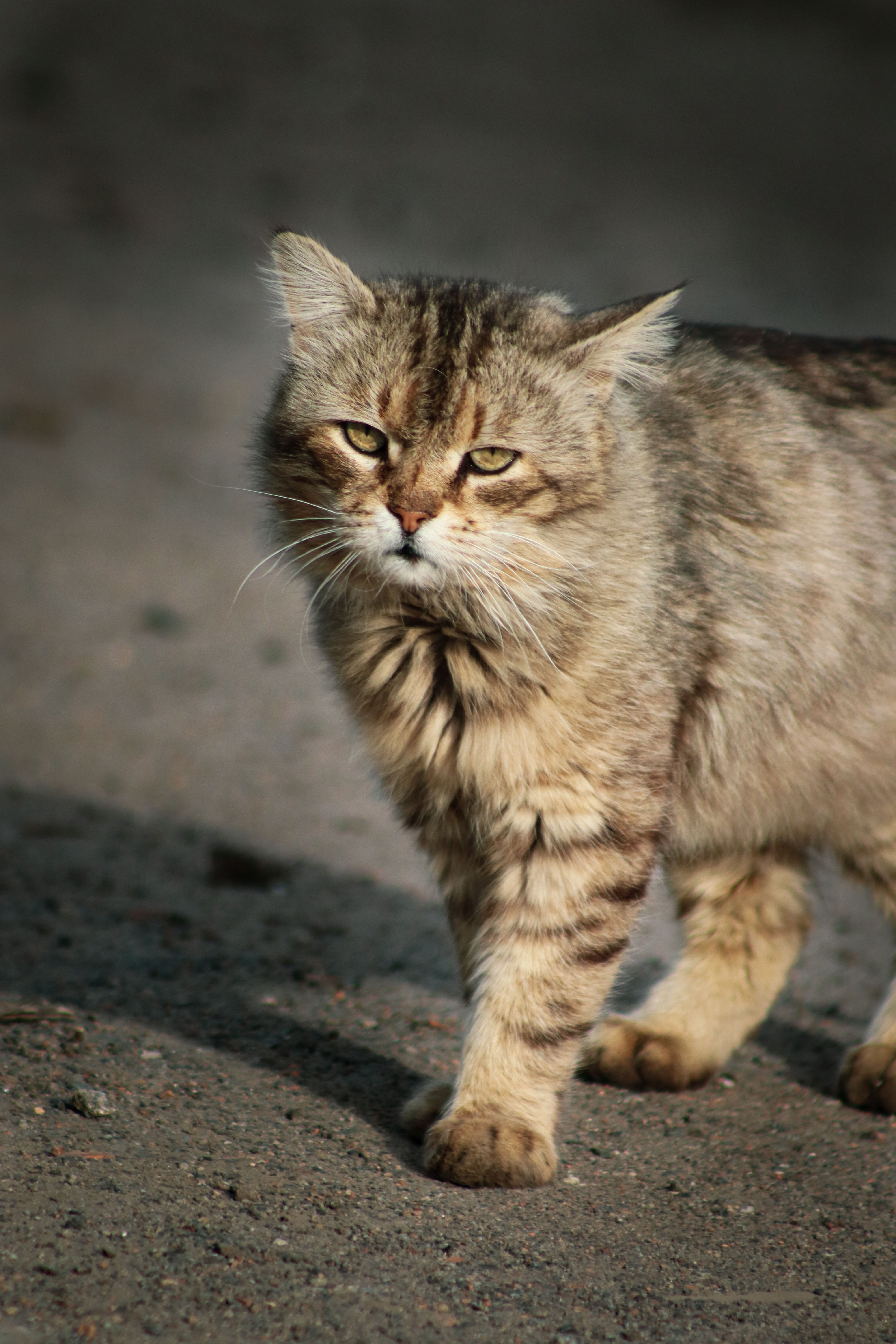 Fluffy Tabby Cat in Natural Light Outdoors · Free Stock Photo