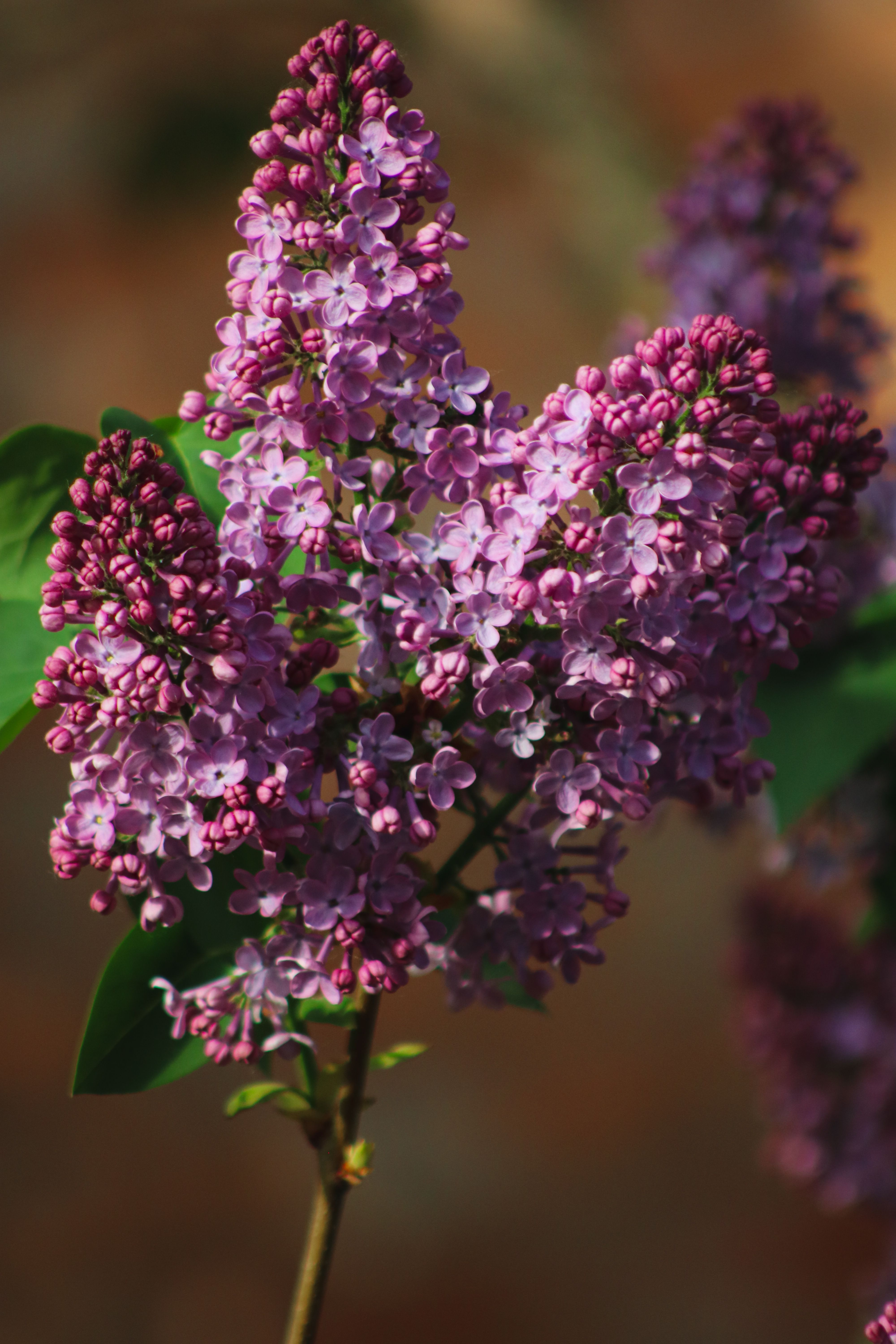 Vibrant Lilac Blooms in Springtime Light · Free Stock Photo