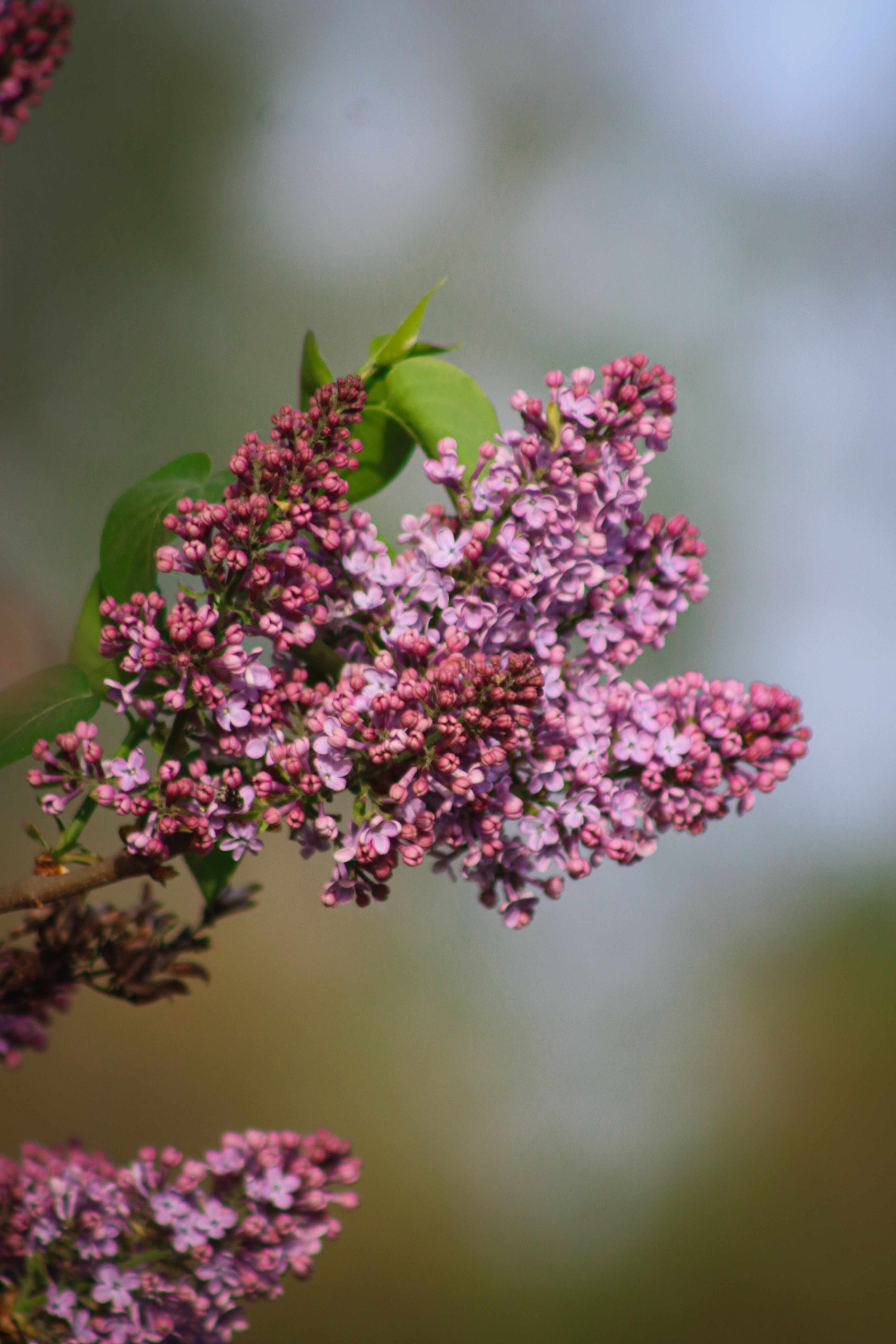 Close-up of Blooming Lilac Flowers in Spring · Free Stock Photo