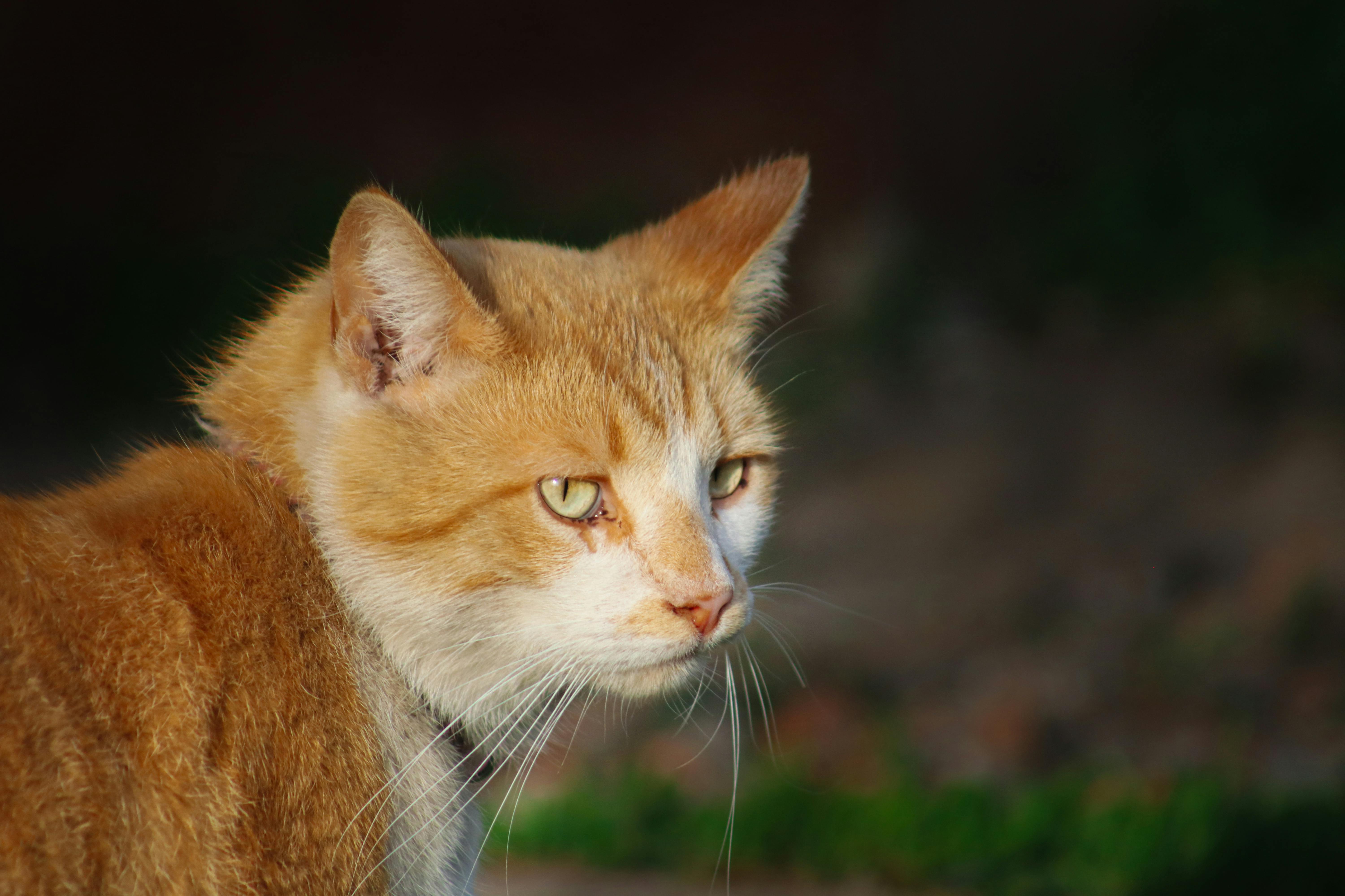 Cat Profile Photos, Download The BEST Free Cat Profile Stock Photos ...