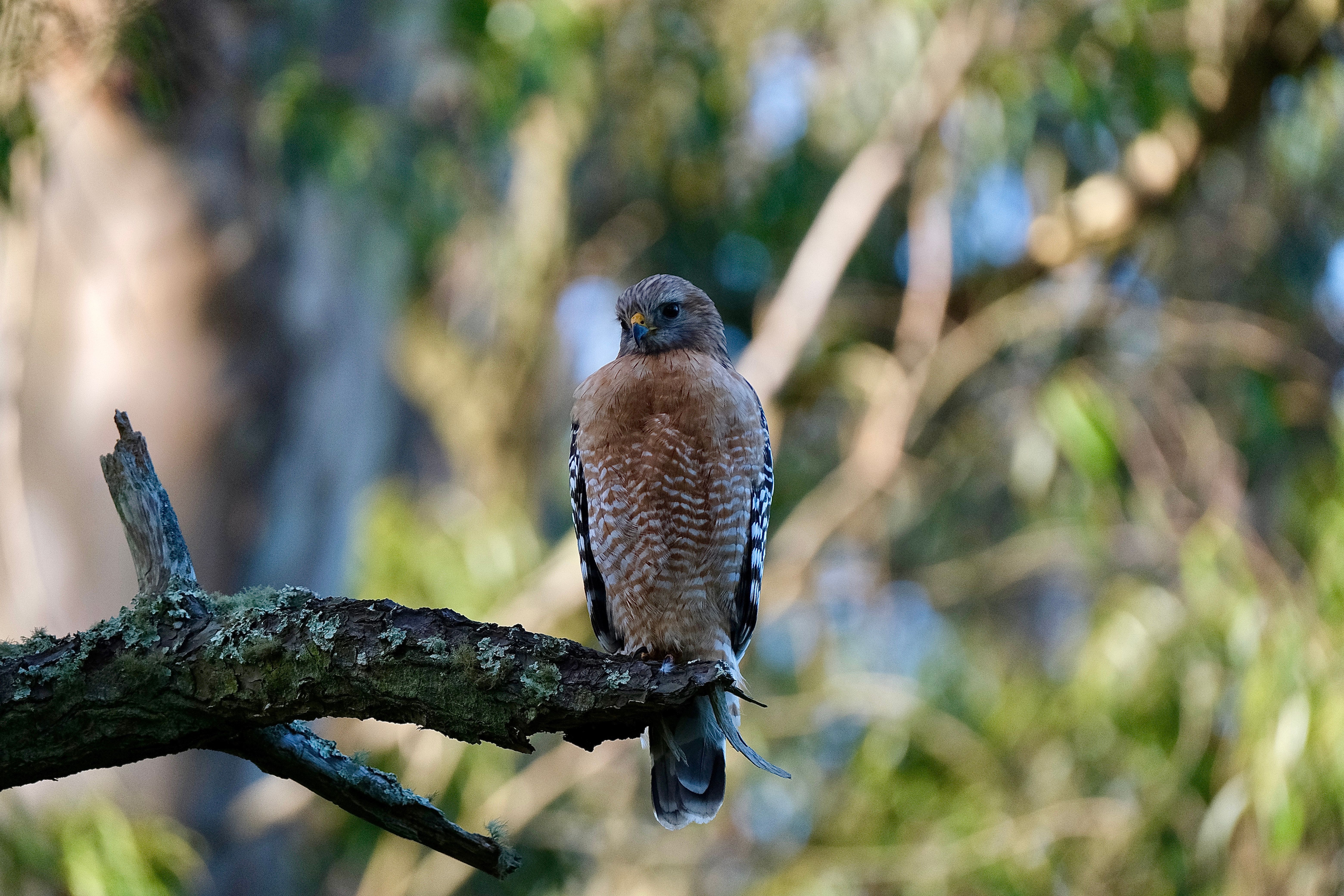 Yoga And Hawk Photos, Download The BEST Free Yoga And Hawk Stock Photos ...