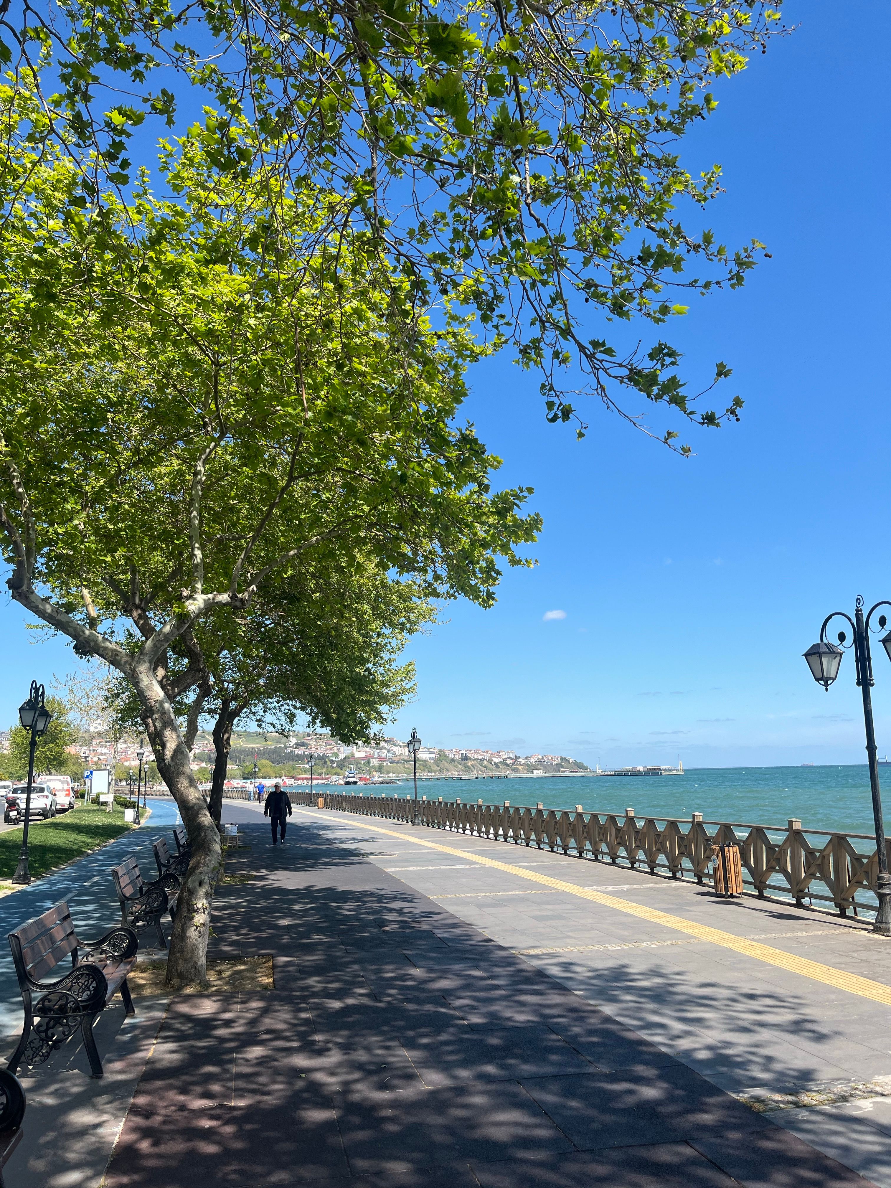 Scenic Coastal Promenade with Lush Green Trees · Free Stock Photo