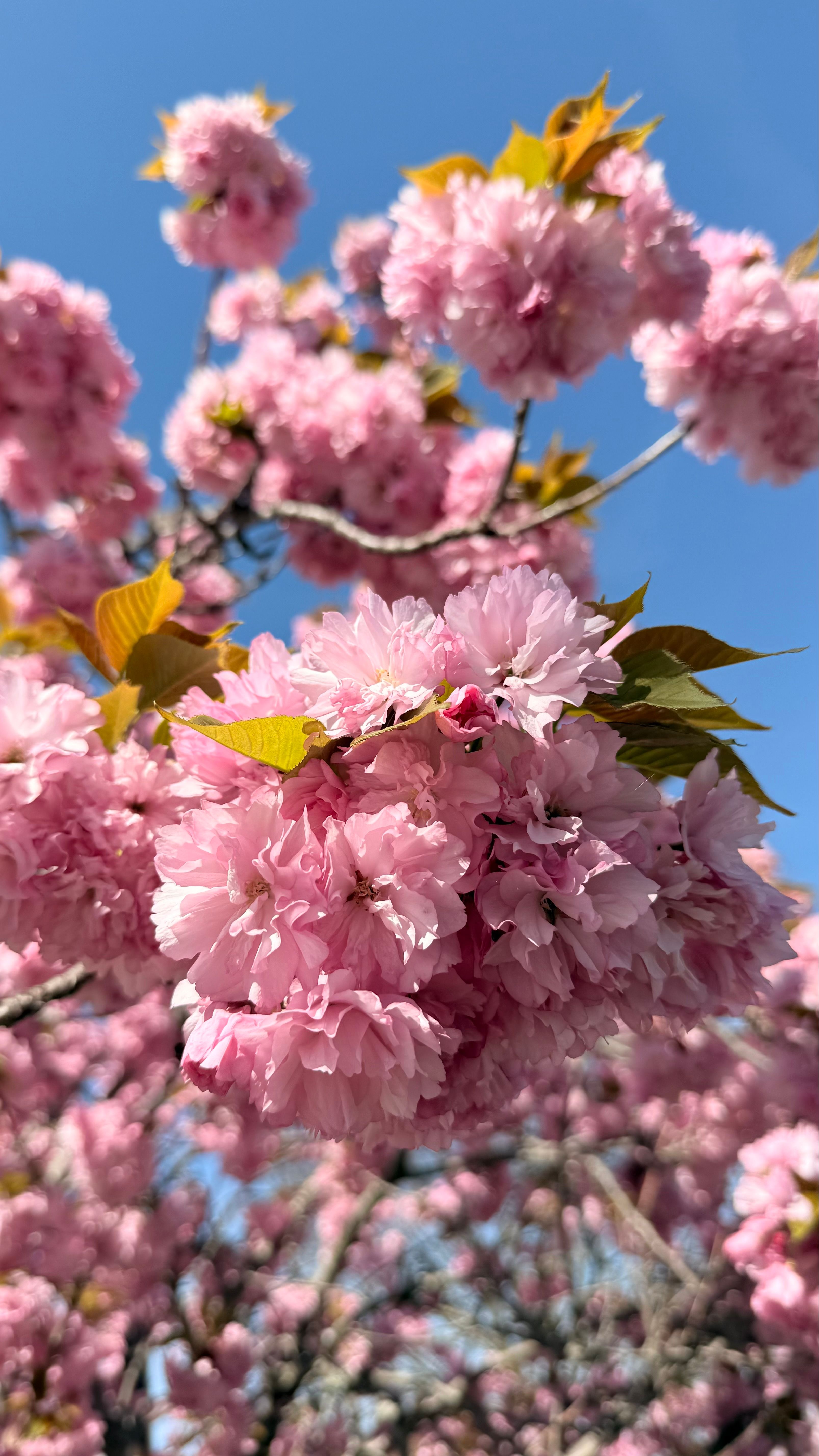 Flower Landscape Photos, Download The BEST Free Flower Landscape Stock ...