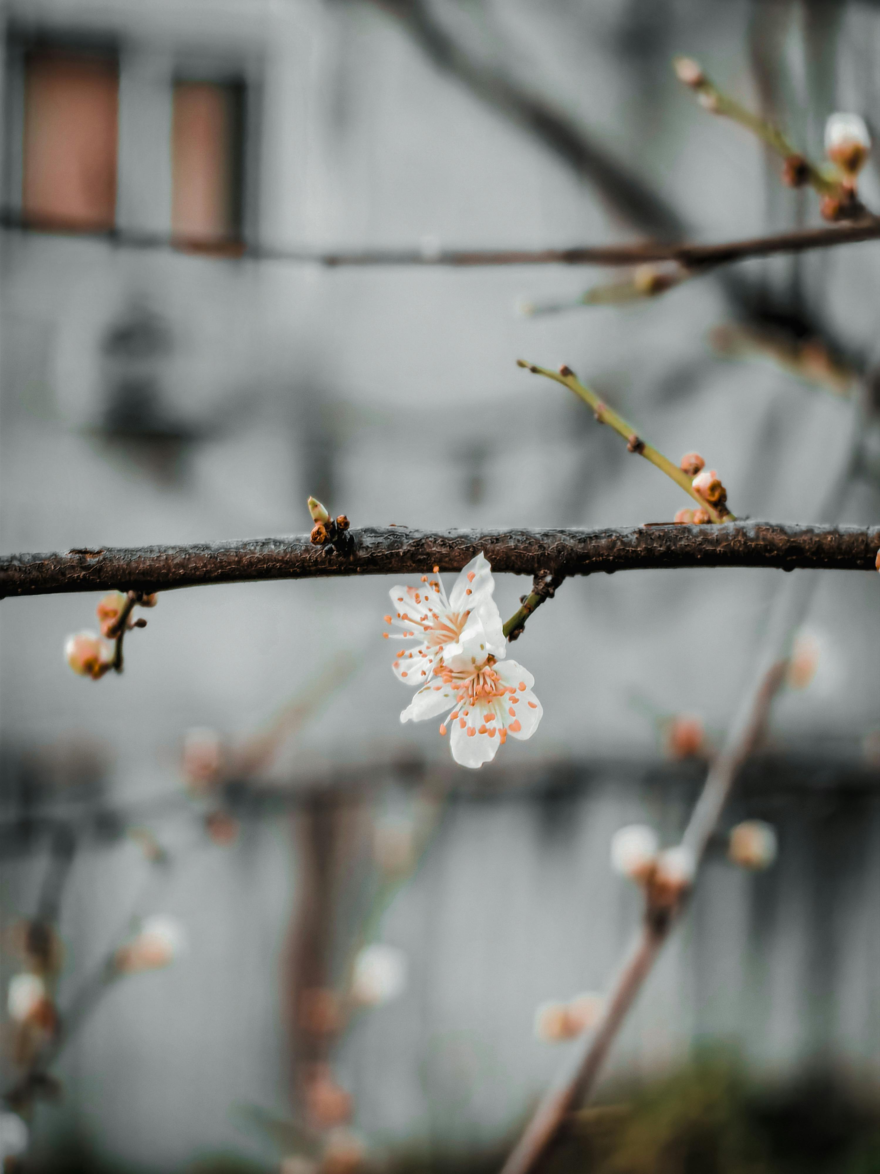 Gulab Flower Background Photos, Download The BEST Free Gulab Flower ...