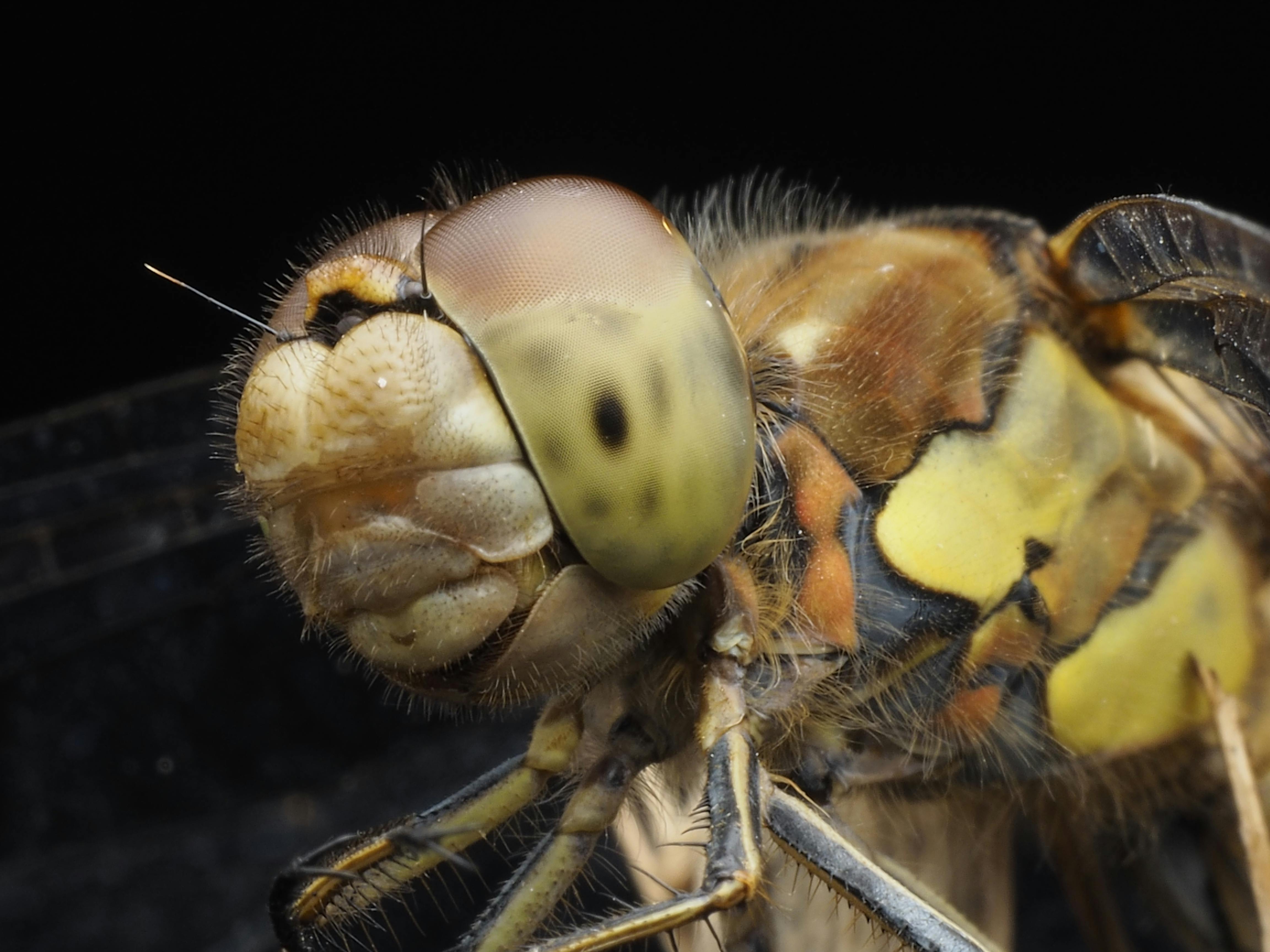 Close-Up Photo Of Insect · Free Stock Photo