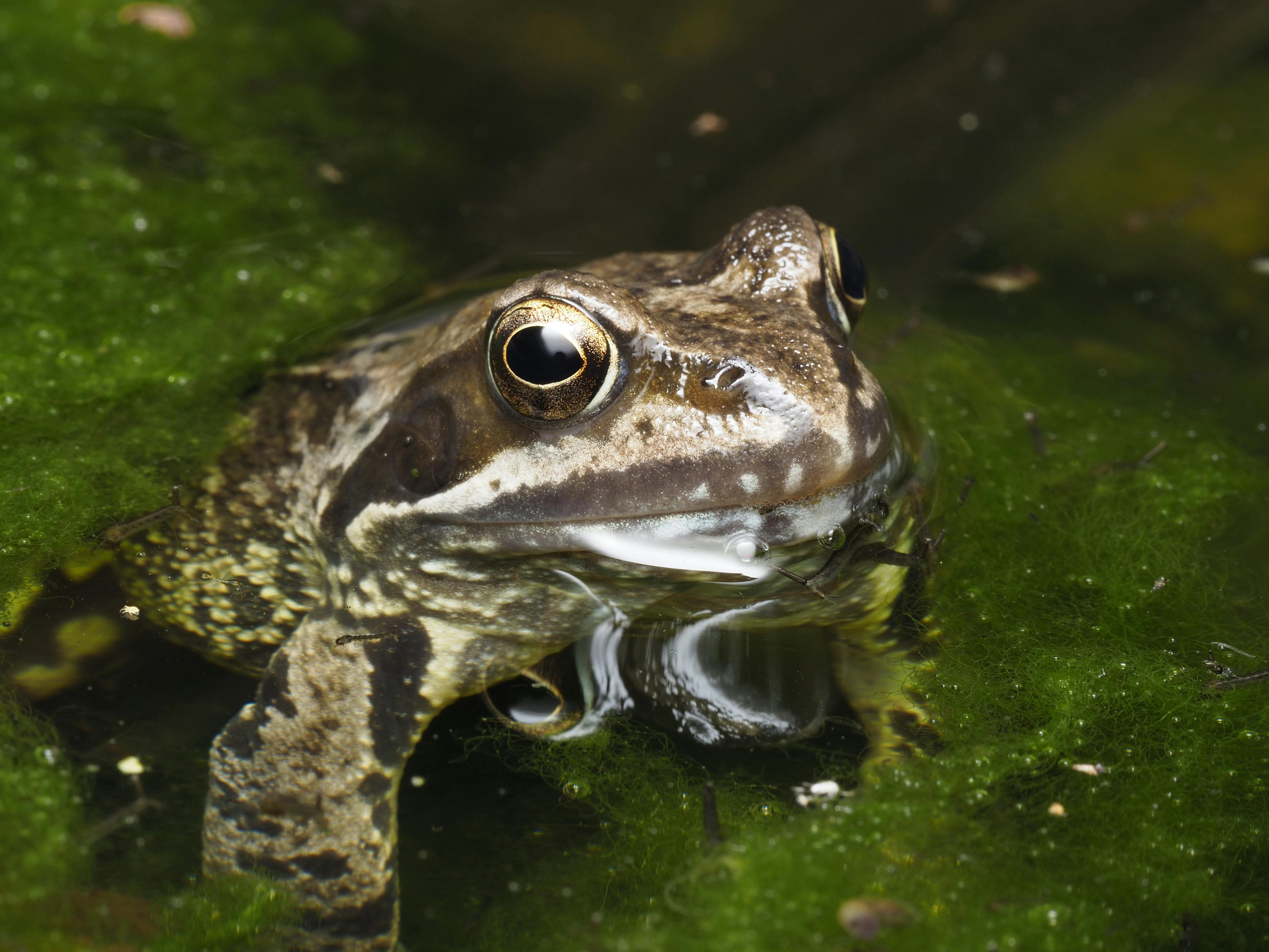 Funny Frog Photos, Download The BEST Free Funny Frog Stock Photos & HD ...