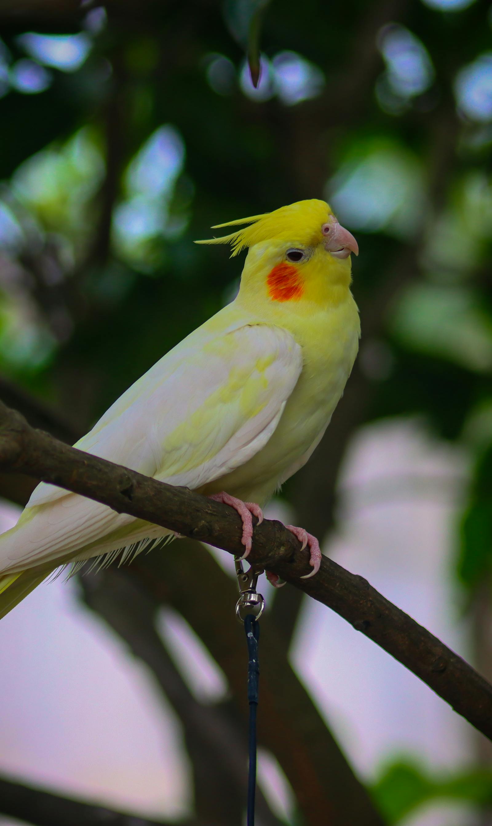 Cockatiel Bird Photos, Download The BEST Free Cockatiel Bird Stock ...
