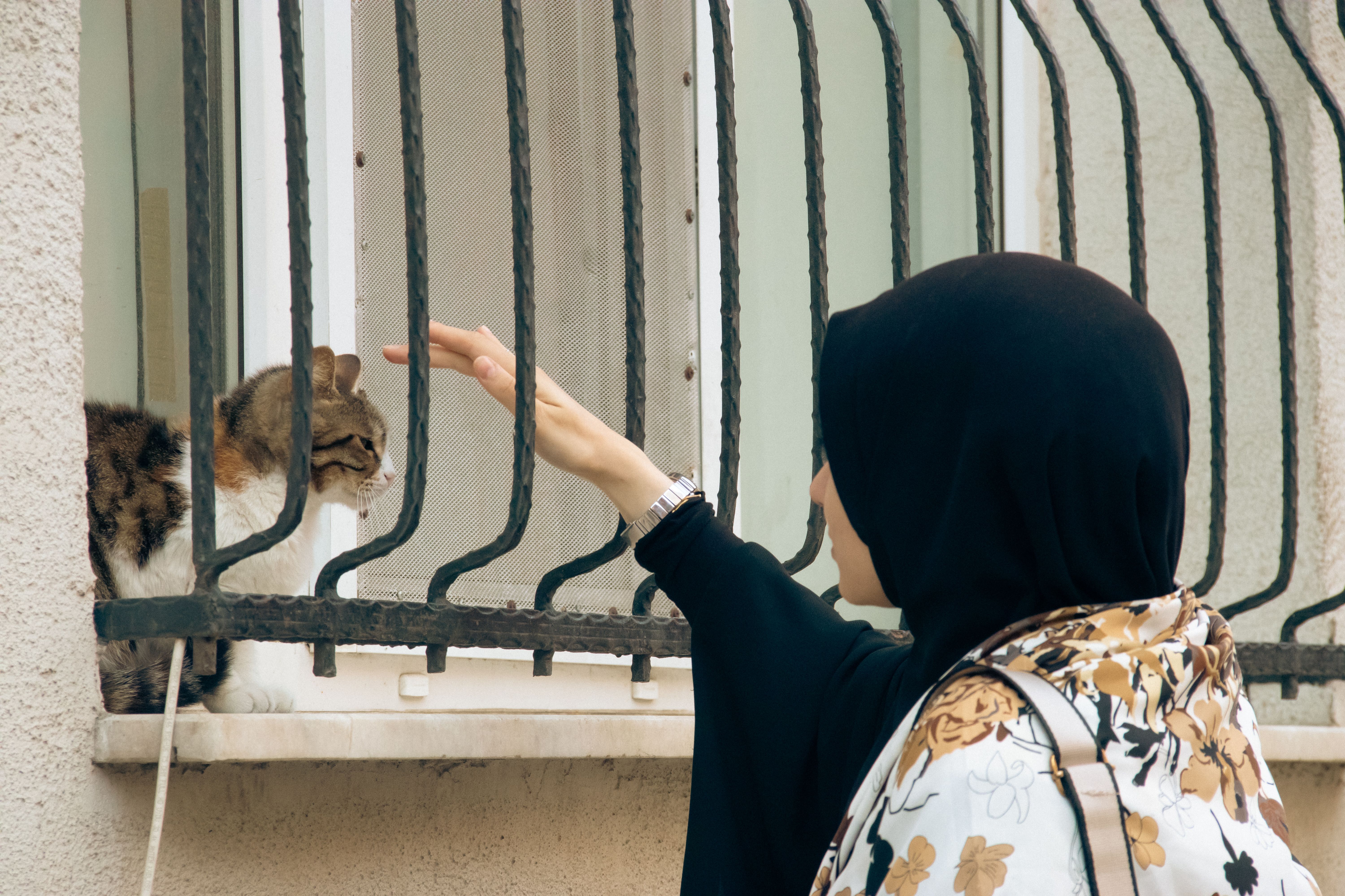 Cat Reaching Side Photos, Download The BEST Free Cat Reaching Side ...