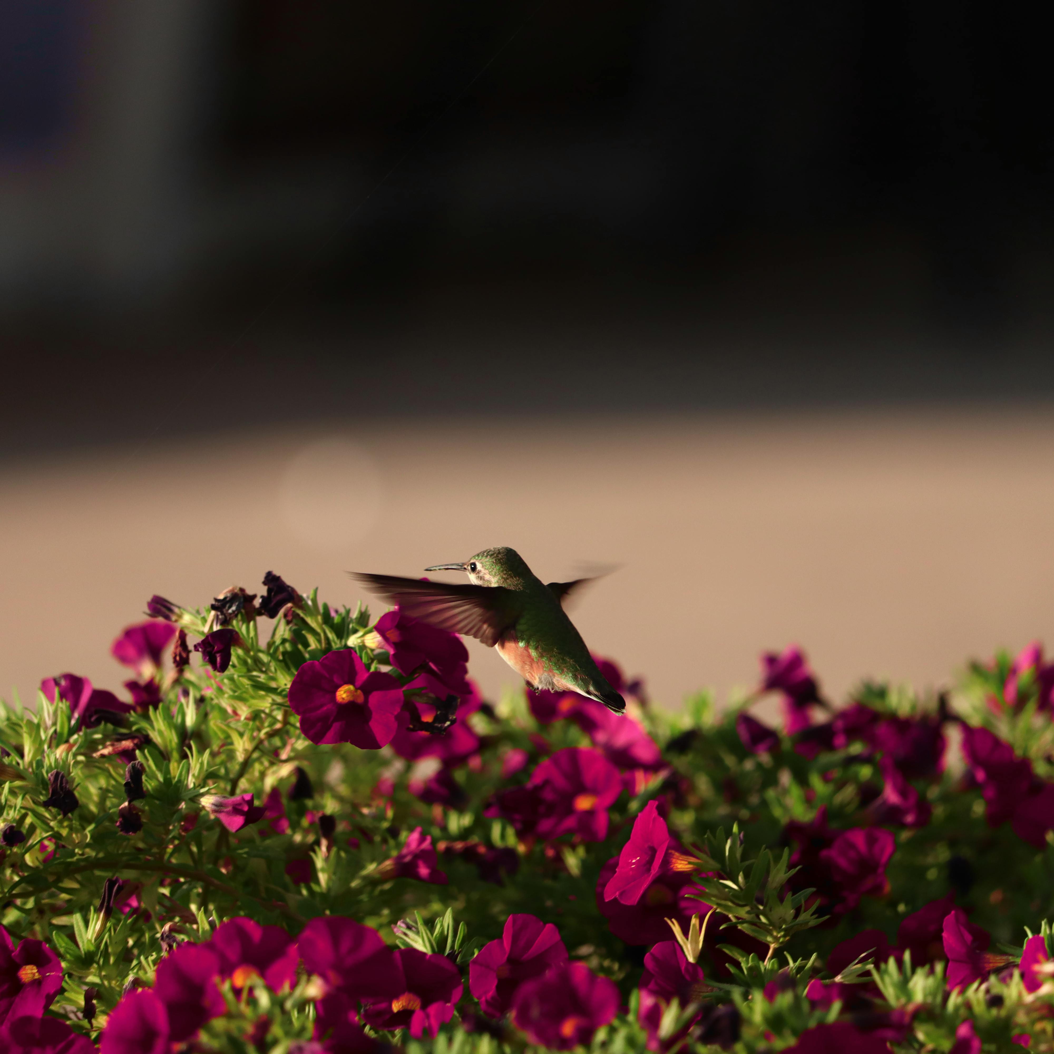 Hummingbird Among Vibrant Petunias in Montana · Free Stock Photo