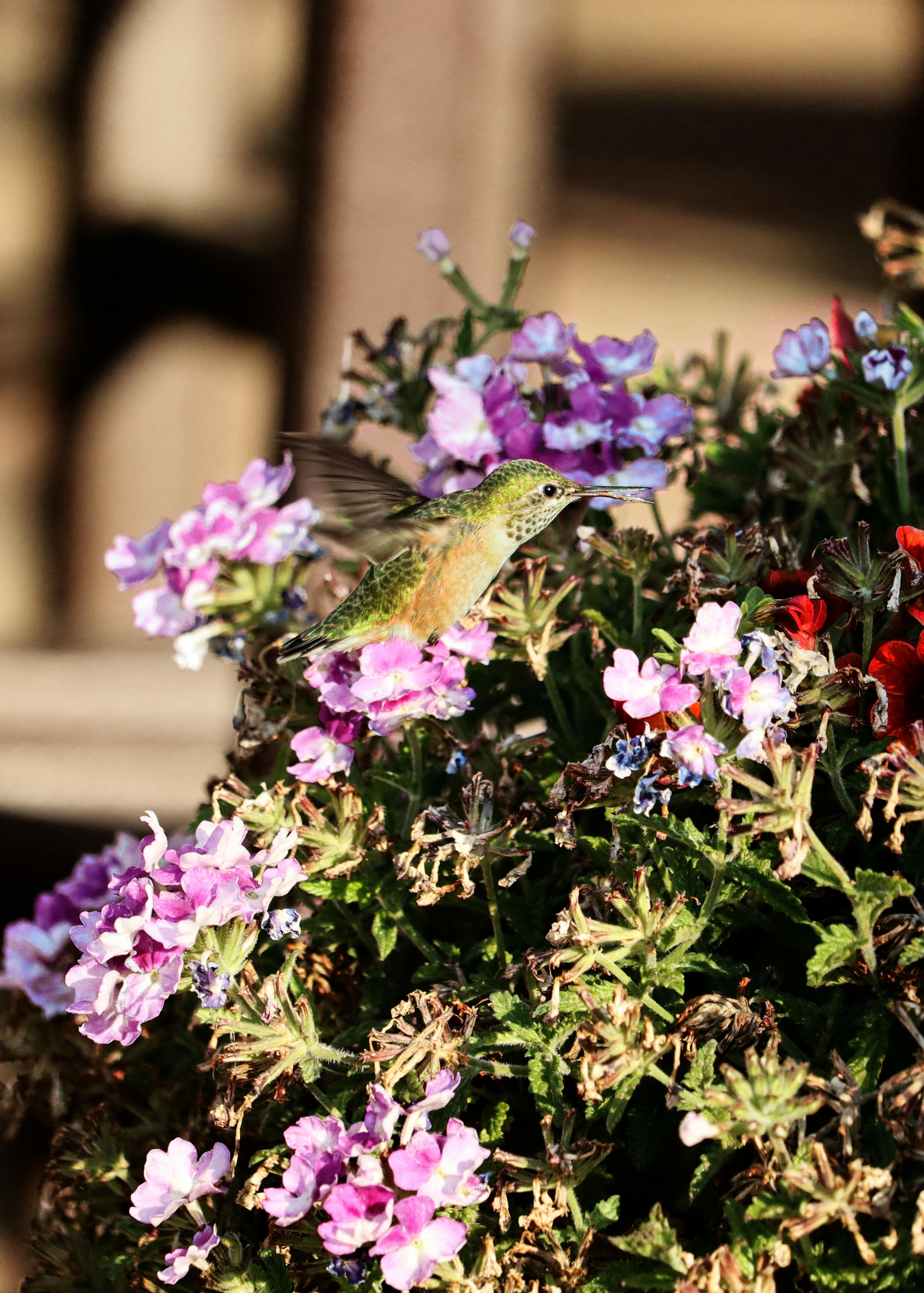 Hummingbird Among Vibrant Montana Wildflowers · Free Stock Photo