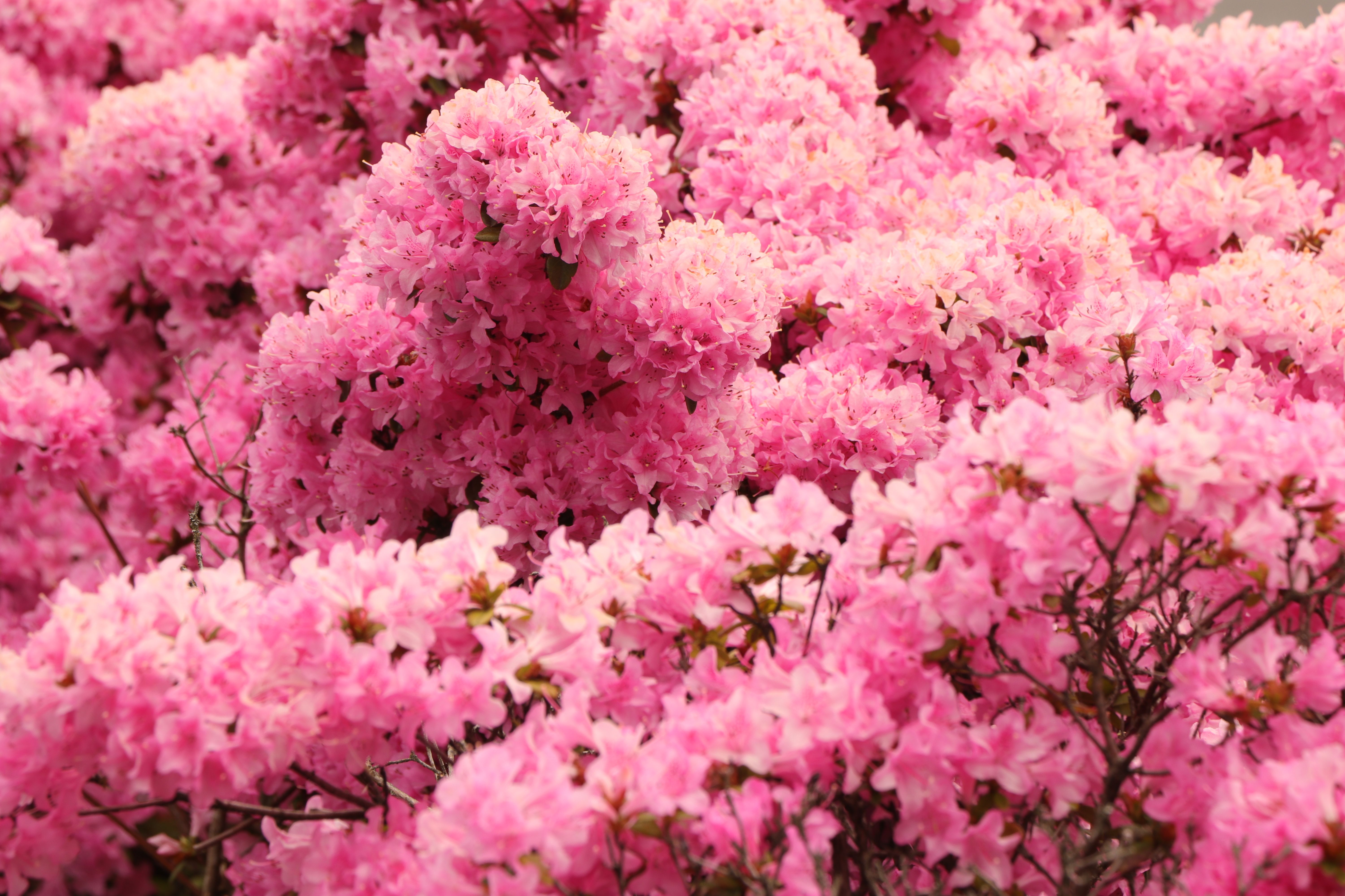 Vibrant Pink Azalea Blossoms in Full Bloom Outdoors · Free Stock Photo