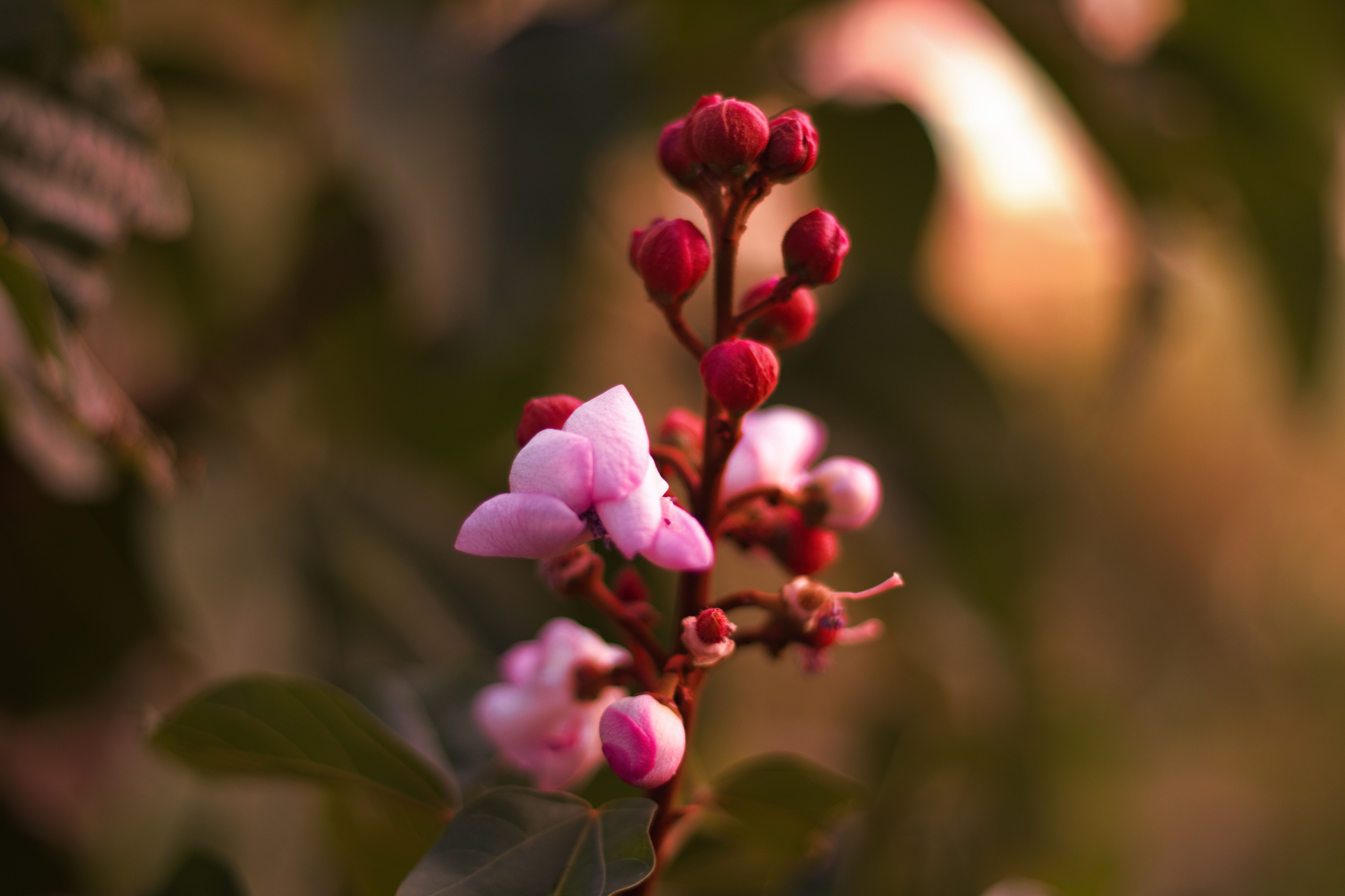 Pink Flower Buds at Golden Hour in Saint Lucia · Free Stock Photo