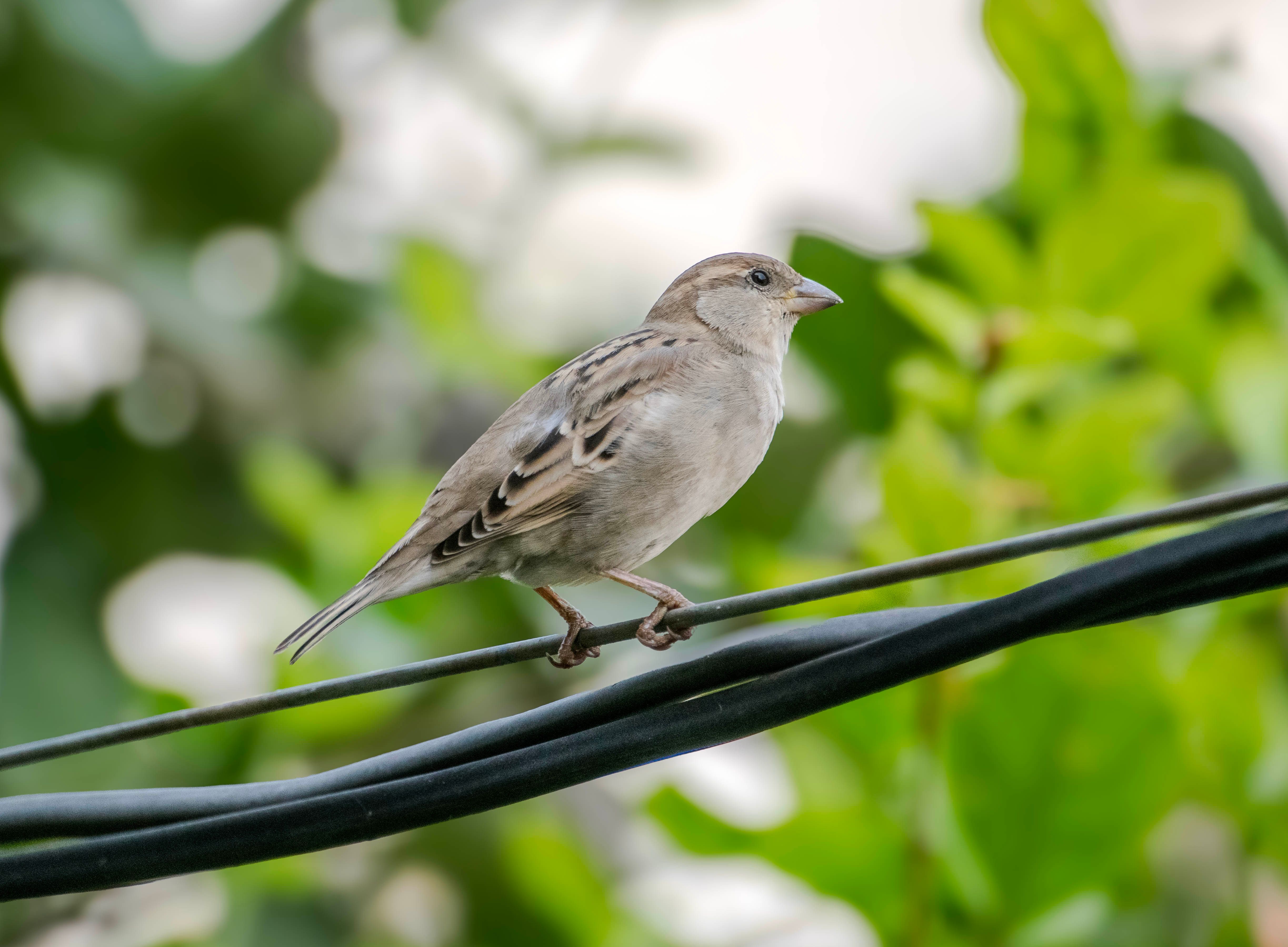 Gray Small Bird on Green Leaves · Free Stock Photo