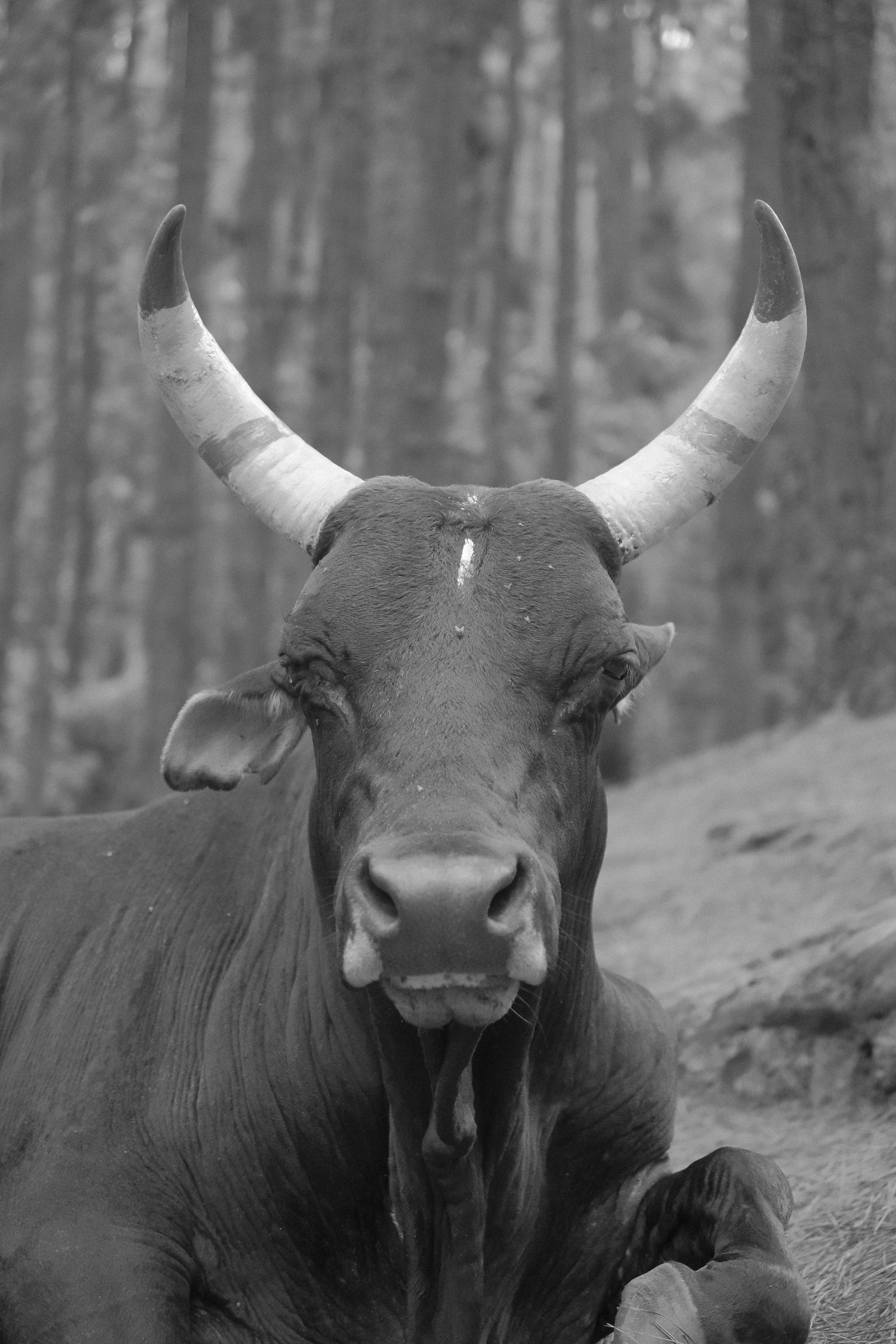 Portrait of Indian Bison in Vagamon Forest · Free Stock Photo