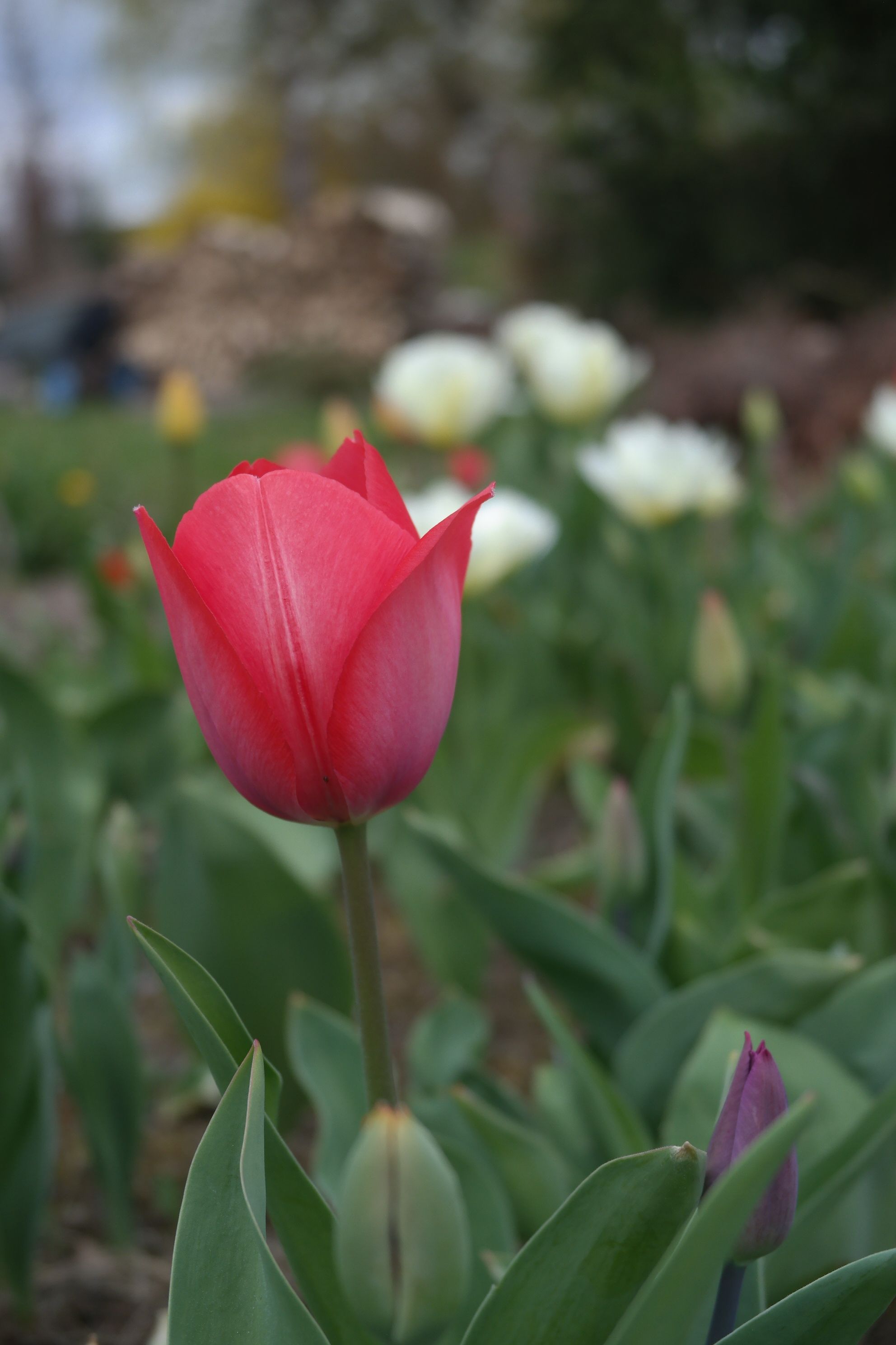 Flower Landscape Photos, Download The BEST Free Flower Landscape Stock ...