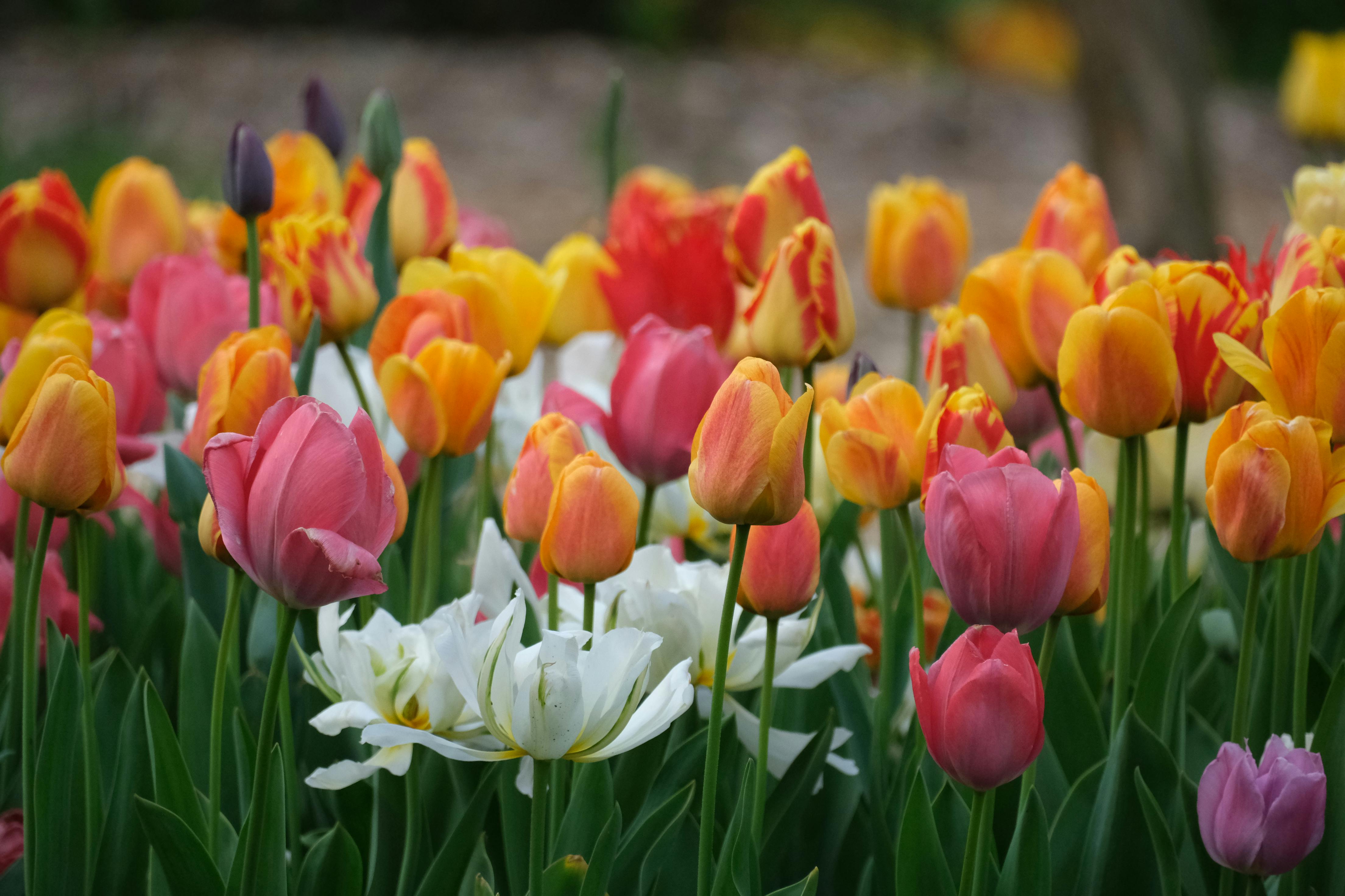 Vibrant Spring Tulip Garden in Bloom · Free Stock Photo