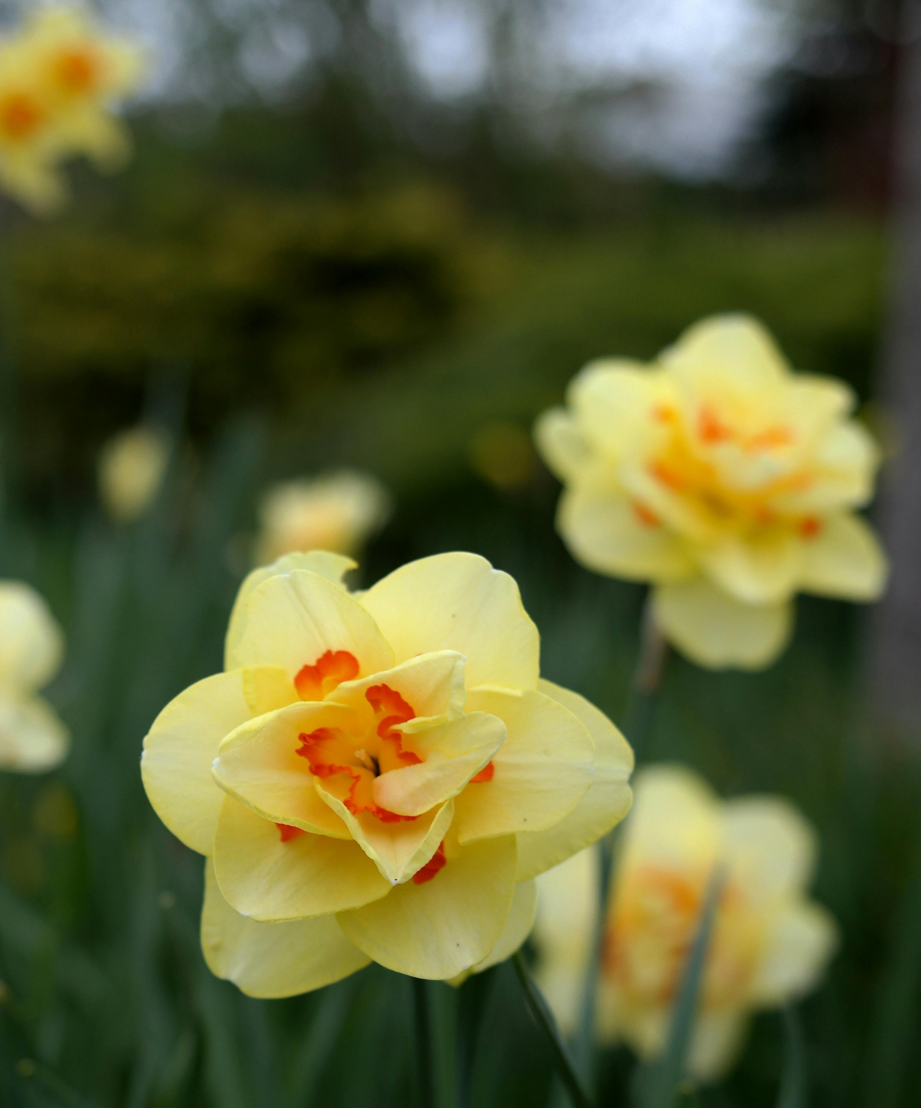 Daffodil Photos, Download The BEST Free Daffodil Stock Photos & HD Images