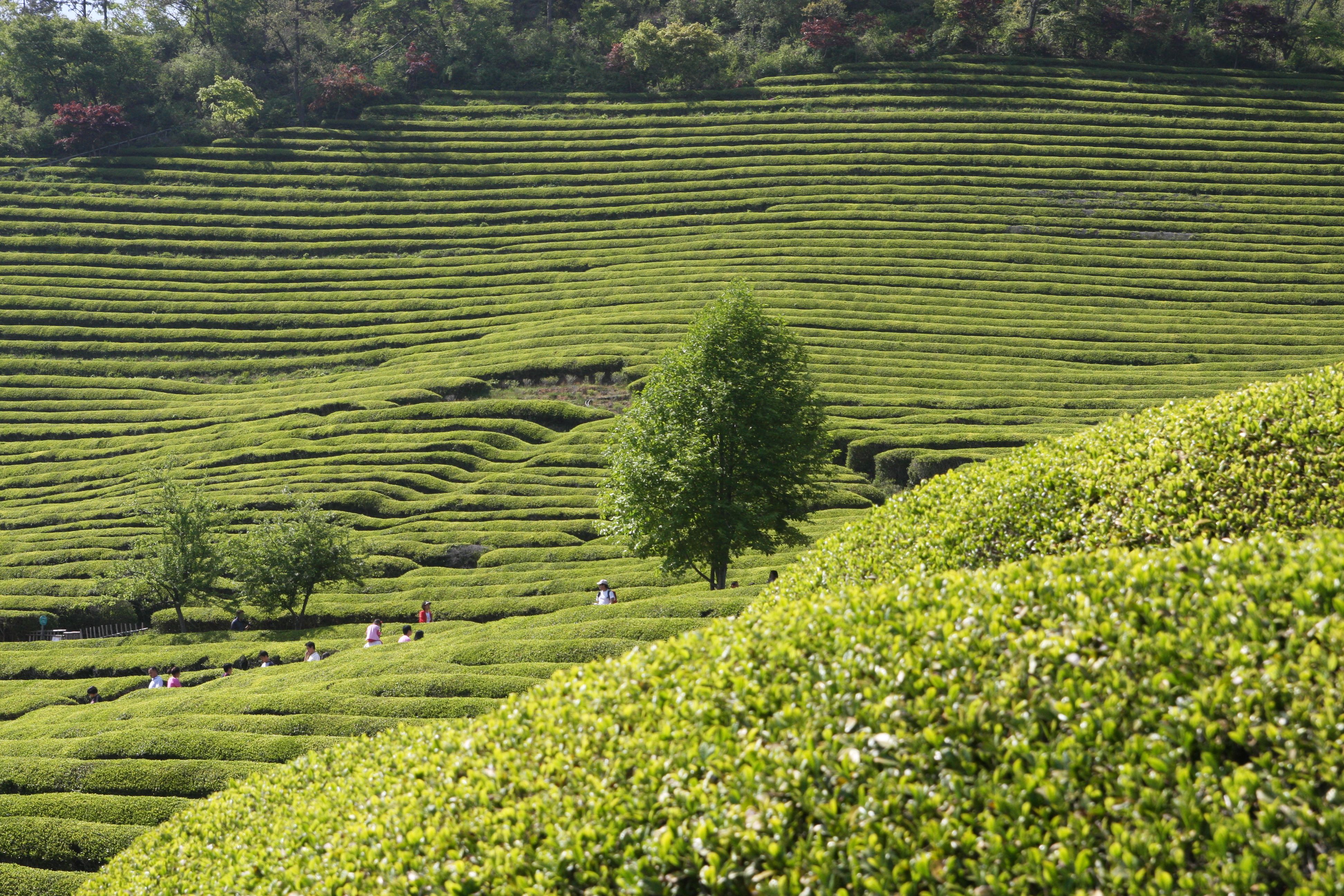 Lush Green Tea Fields in Boseong, South Korea · Free Stock Photo