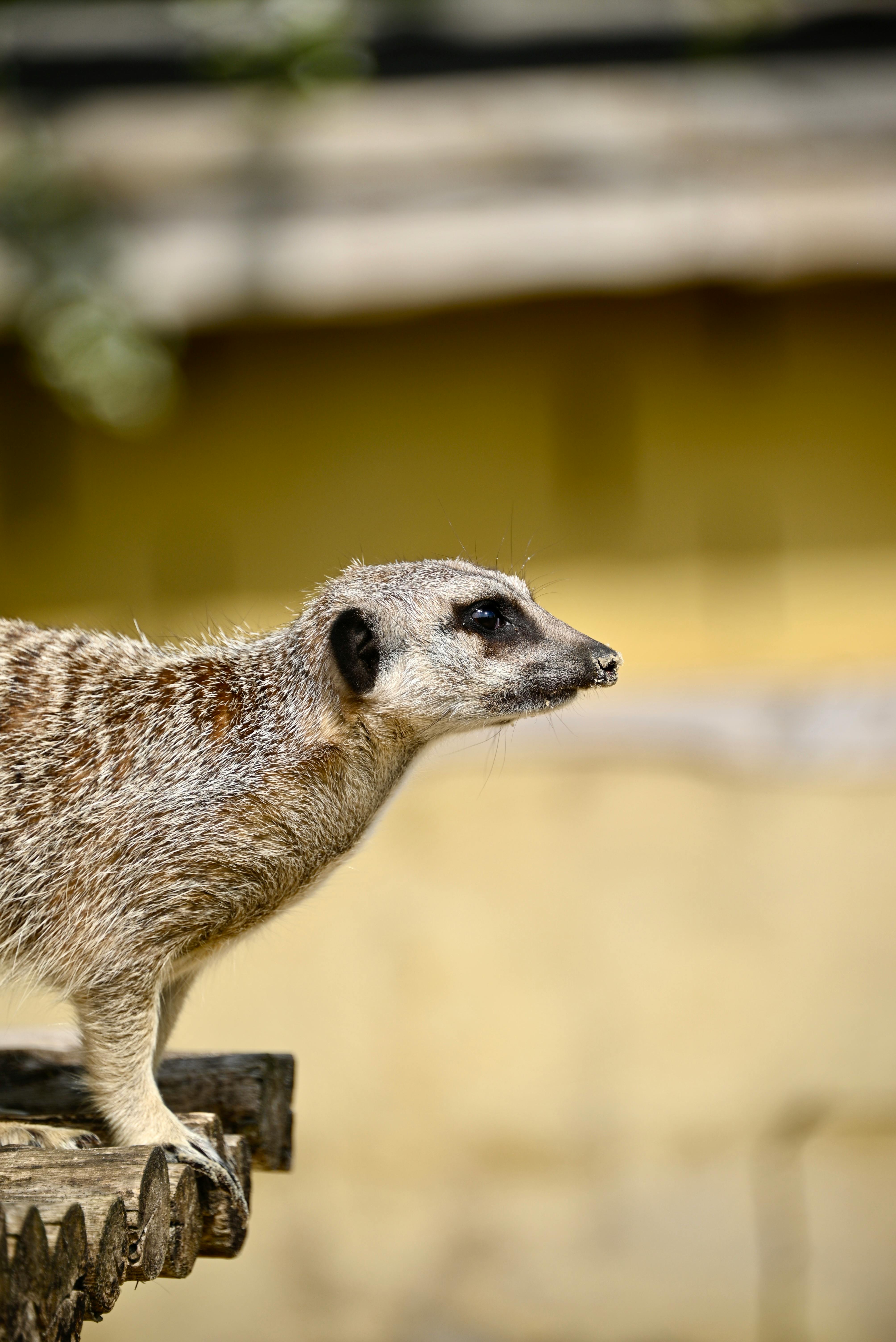 Meerkat Yang Tidak Bergerak Photos, Download The BEST Free Meerkat Yang Tidak Bergerak Stock ...