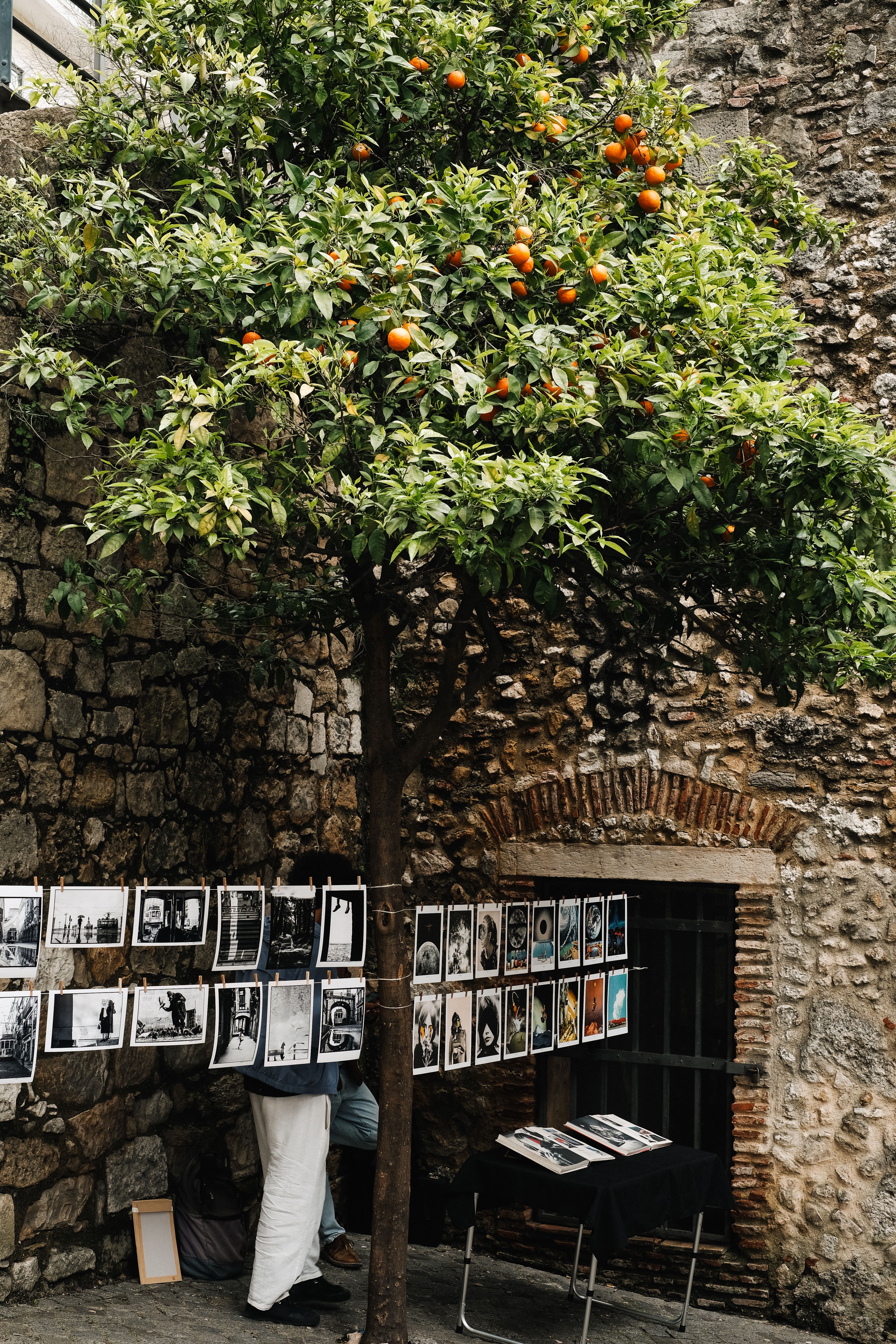 Orange Tree Photos, Download The BEST Free Orange Tree Stock Photos ...