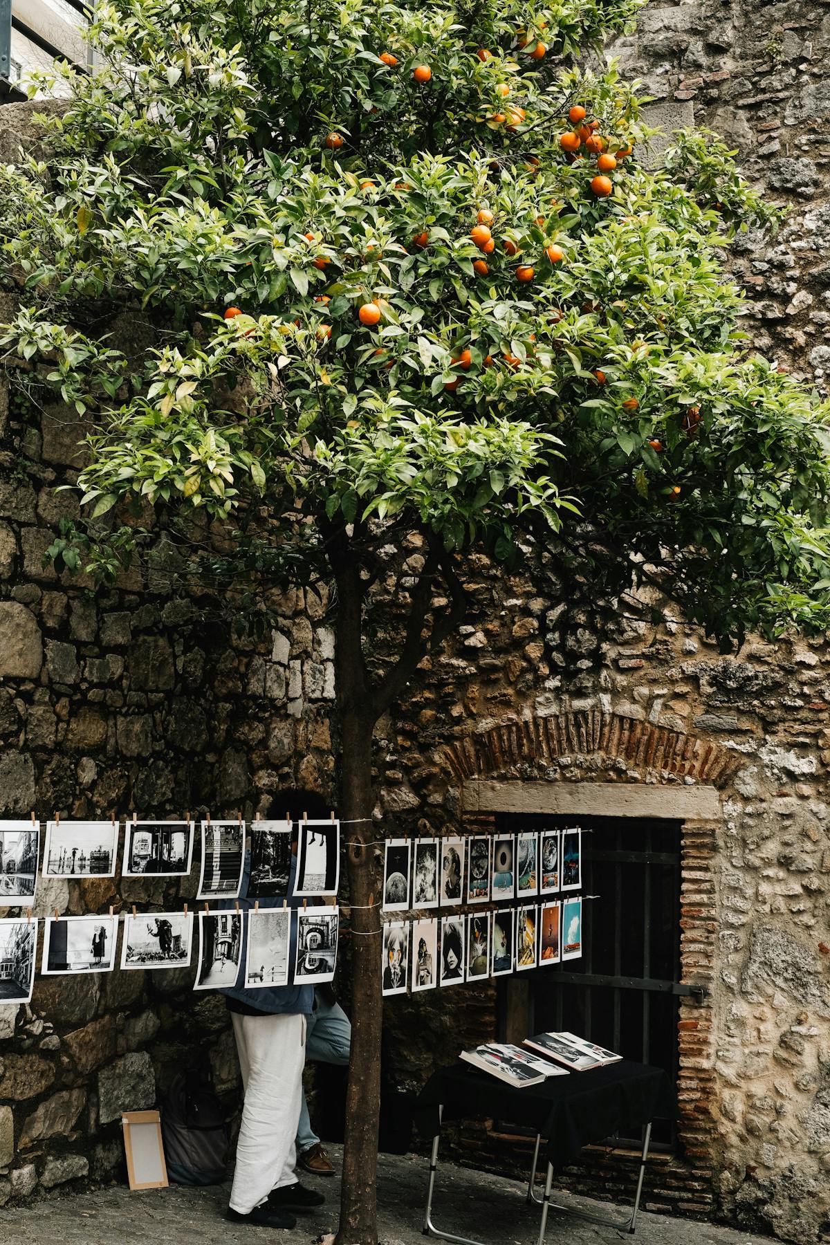 Orange Tree Photos, Download The BEST Free Orange Tree Stock Photos ...