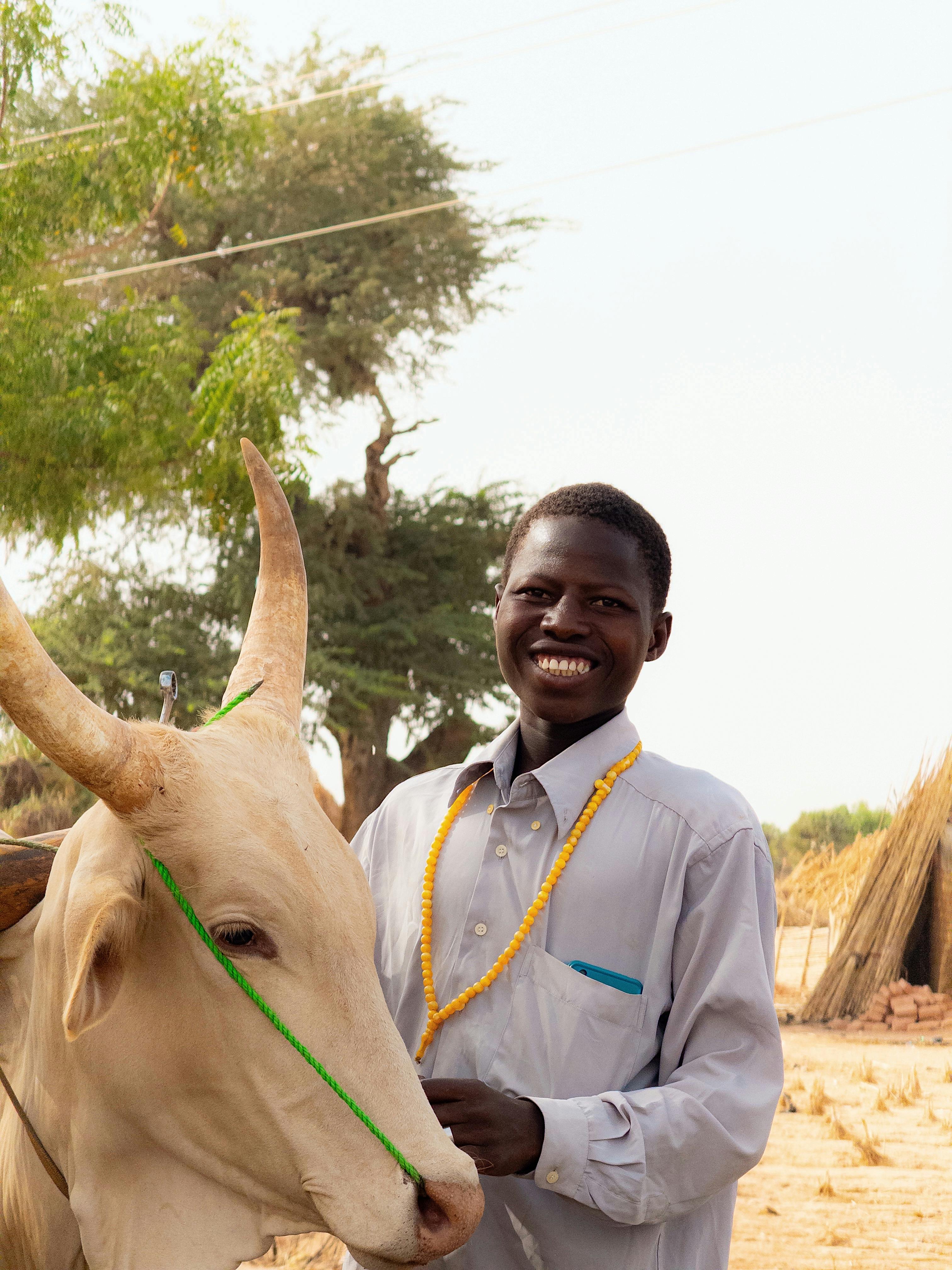 Big Ox Photos, Download The BEST Free Big Ox Stock Photos & HD Images